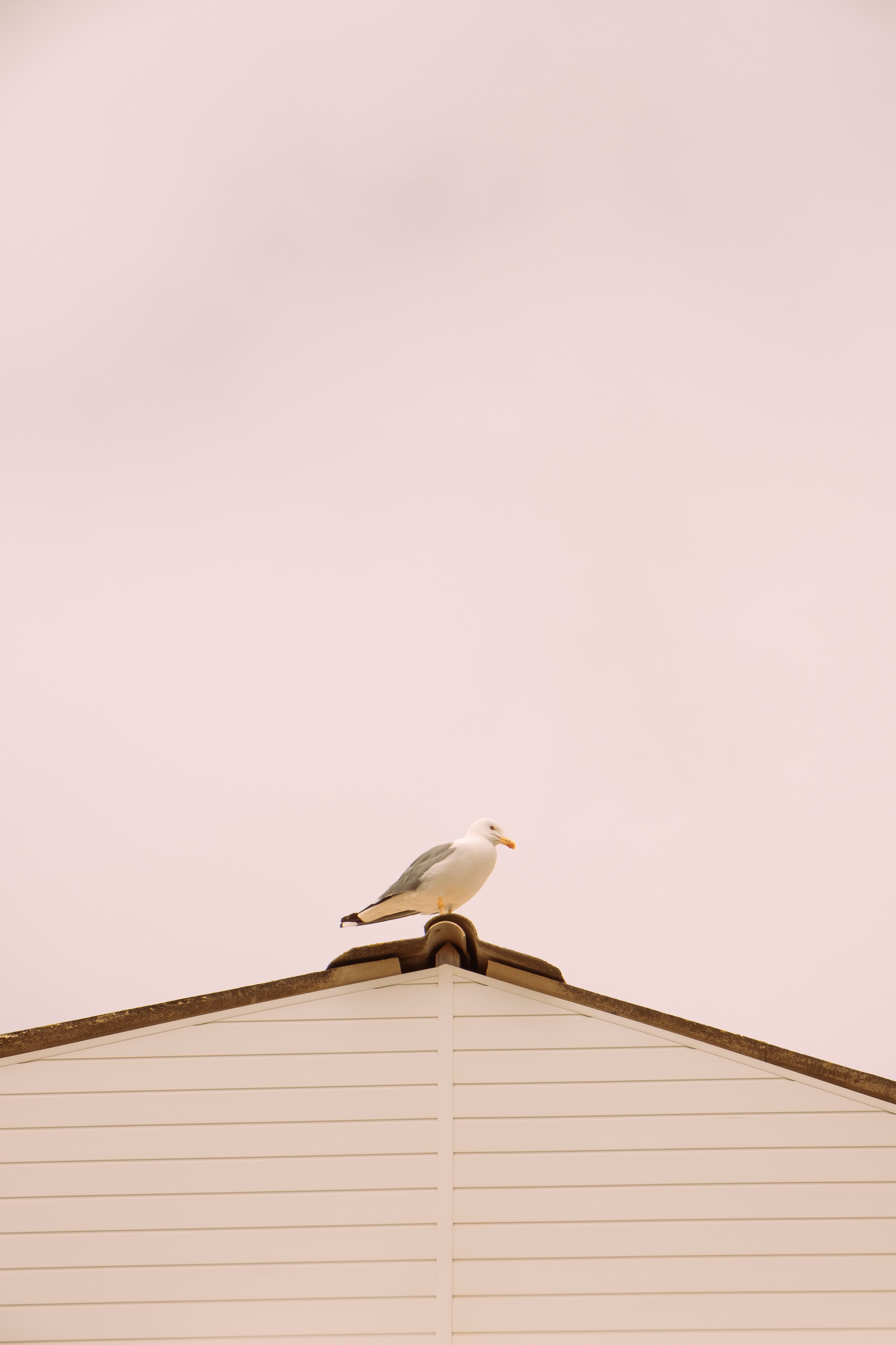 Close-up of a Seagull on the Roof of a House · Free Stock Photo