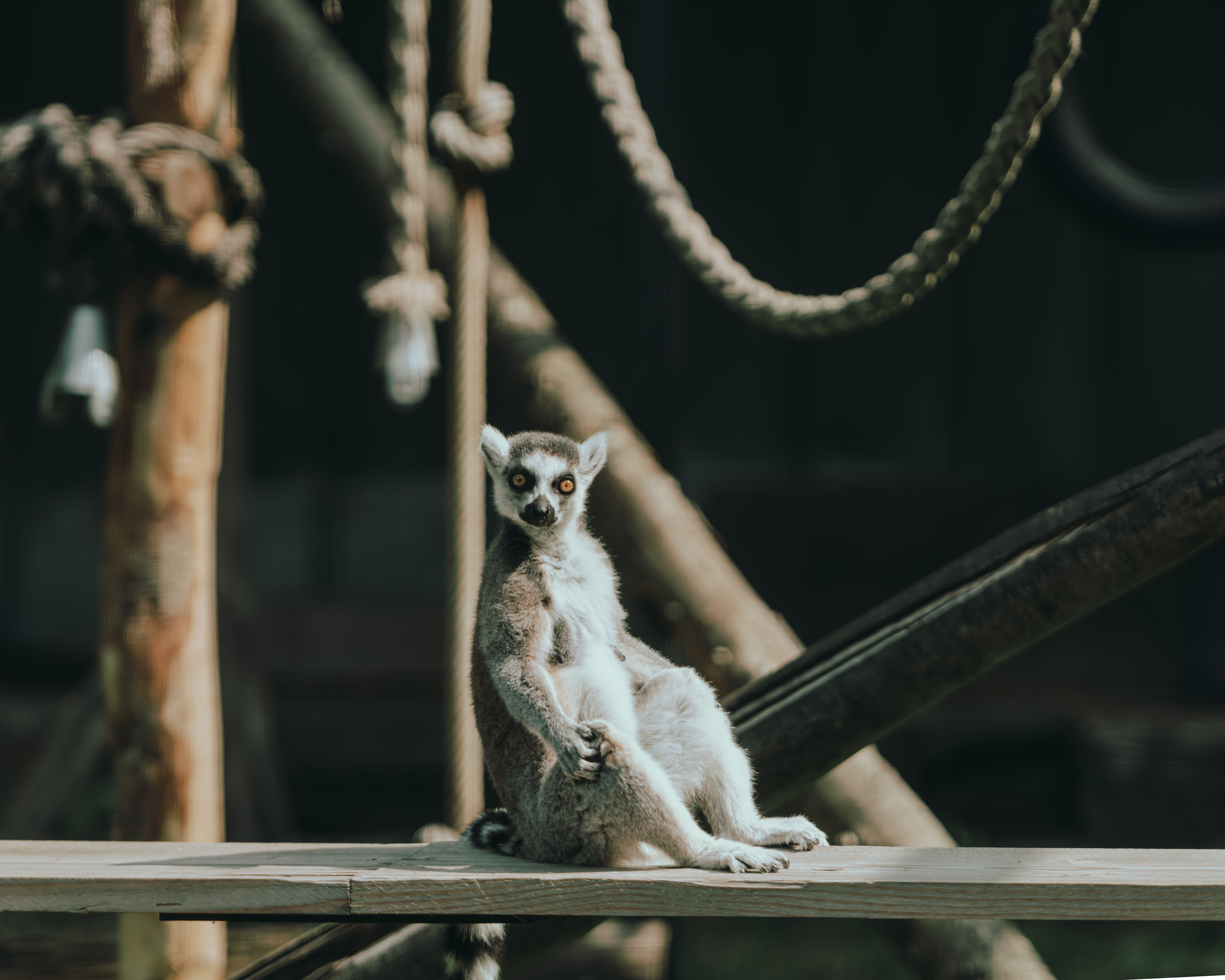 Ring Tailed Lemur Sitting Basking in the Sun · Free Stock Photo