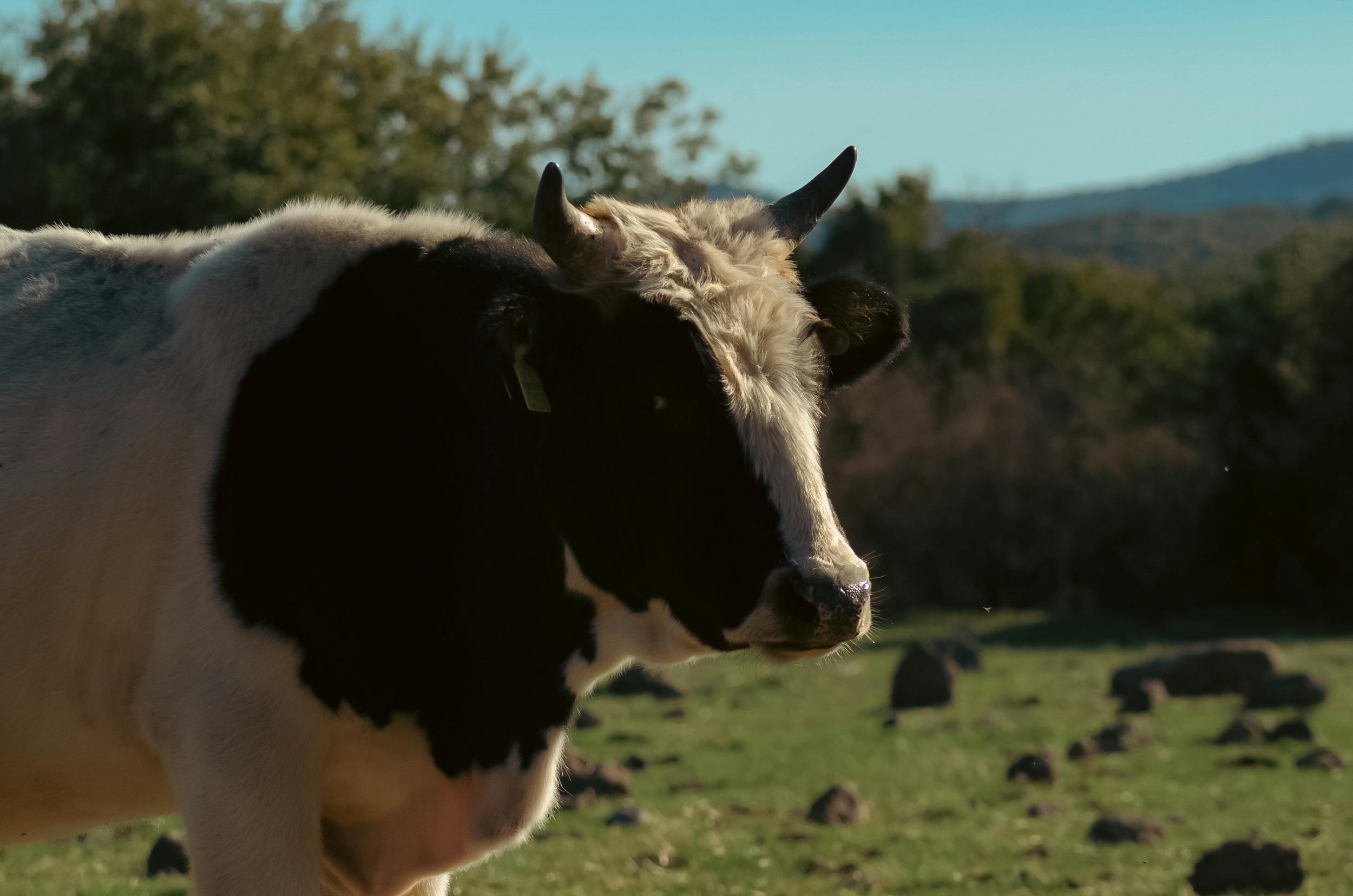 Mert Erim - Photography