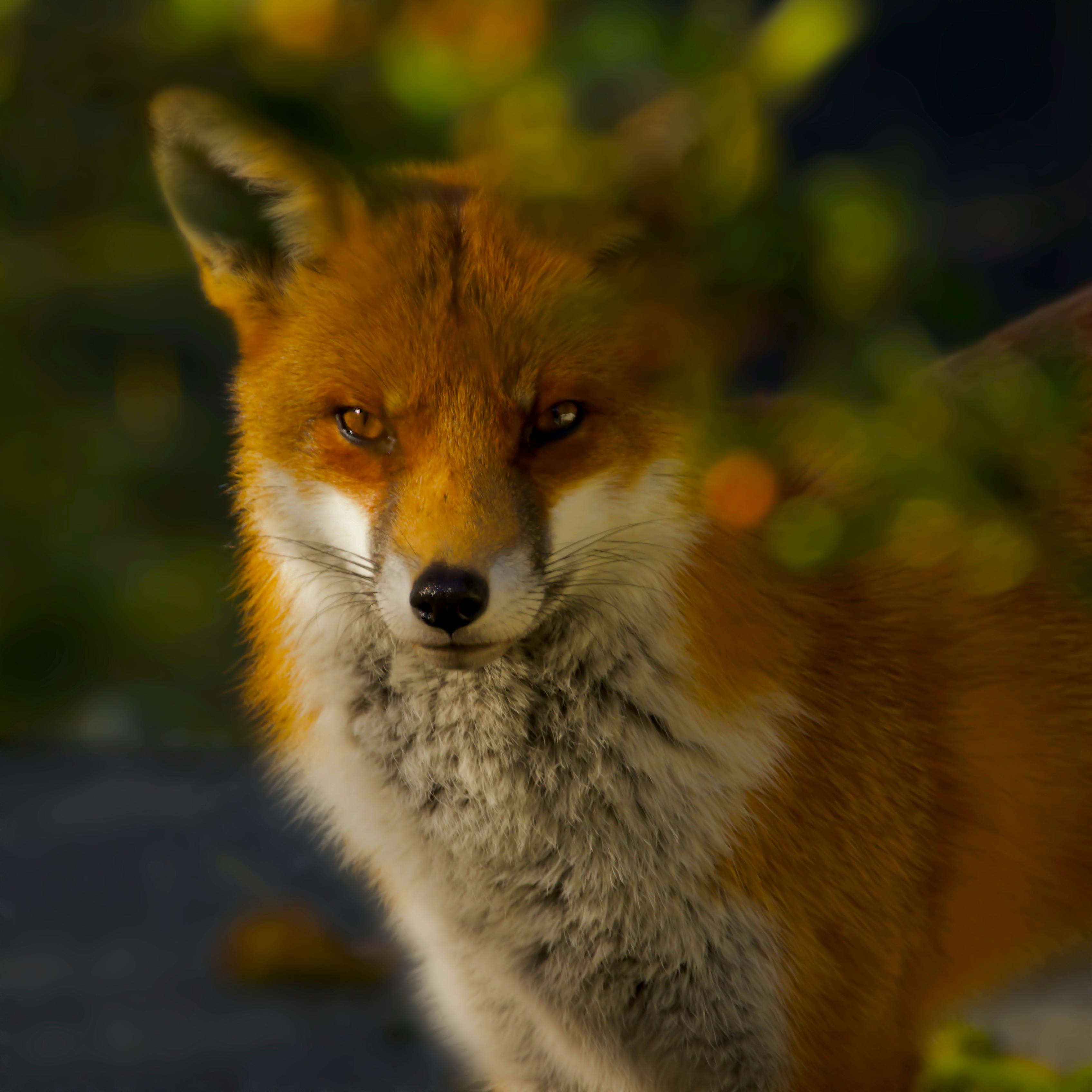 Portrait of Fox · Free Stock Photo