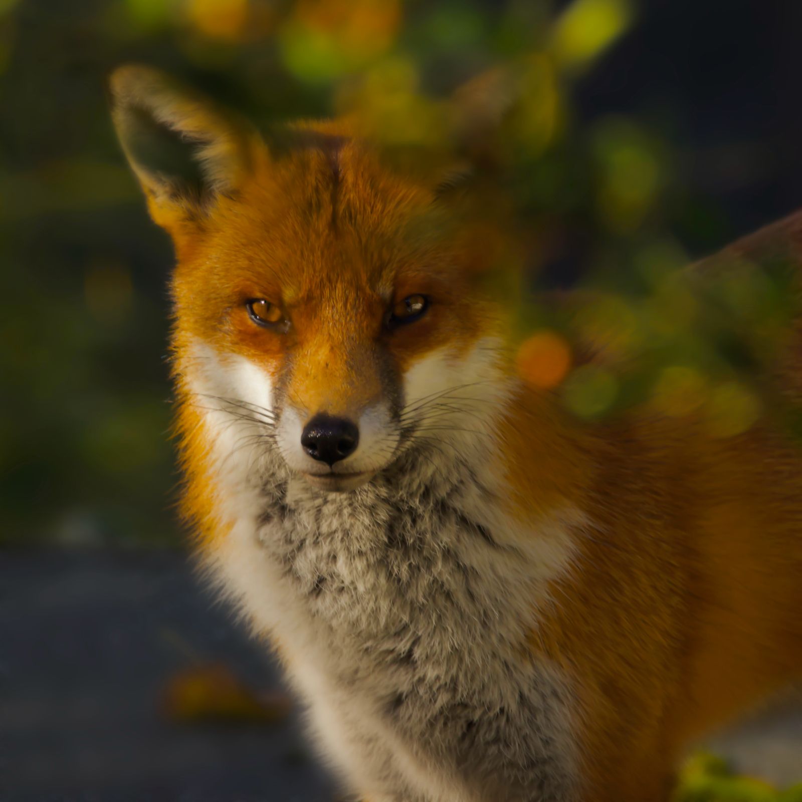 Fox Wallpaper Photos, Download The BEST Free Fox Wallpaper Stock Photos ...