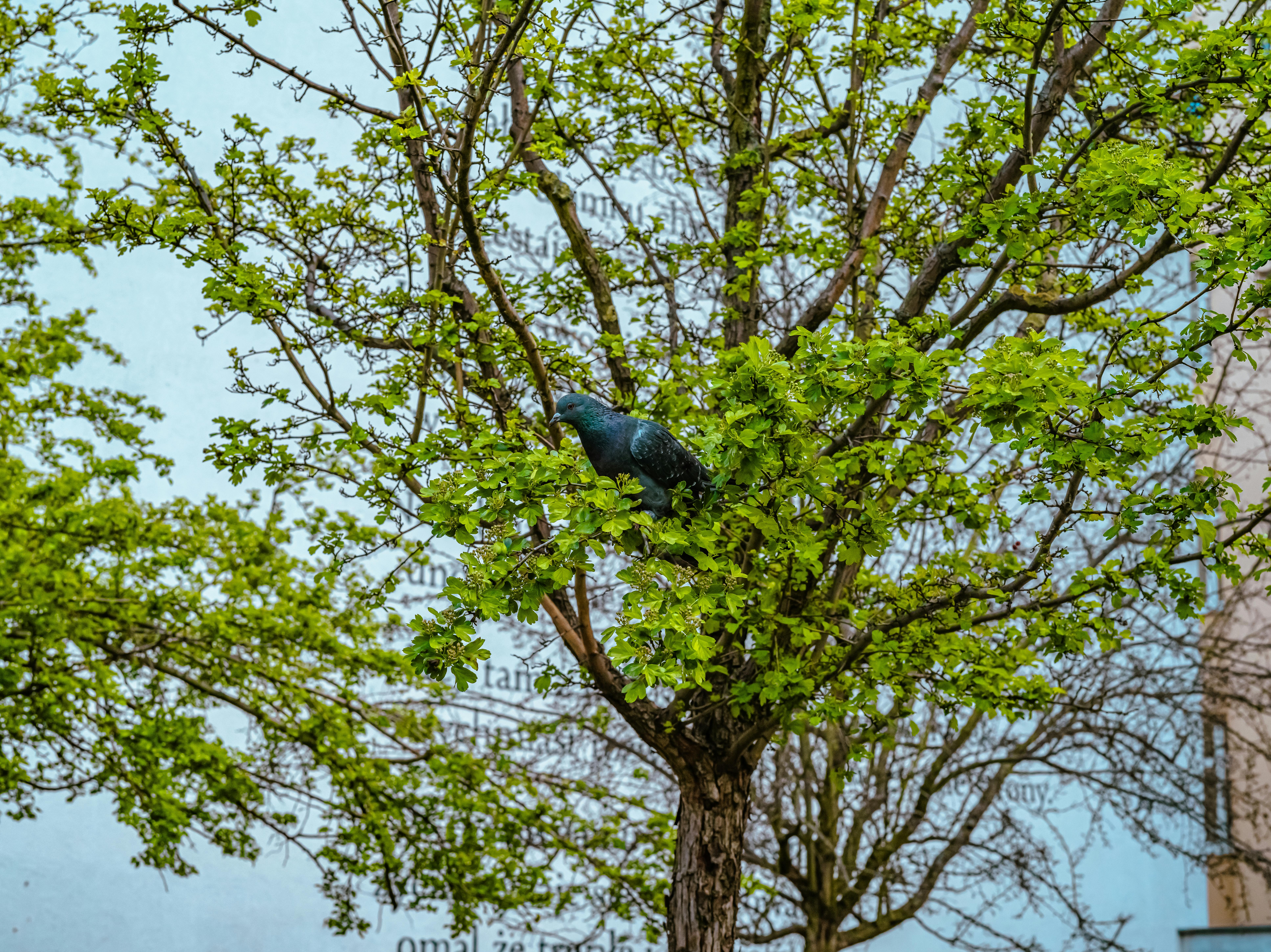 Close-up of a Pigeon on the Tree · Free Stock Photo