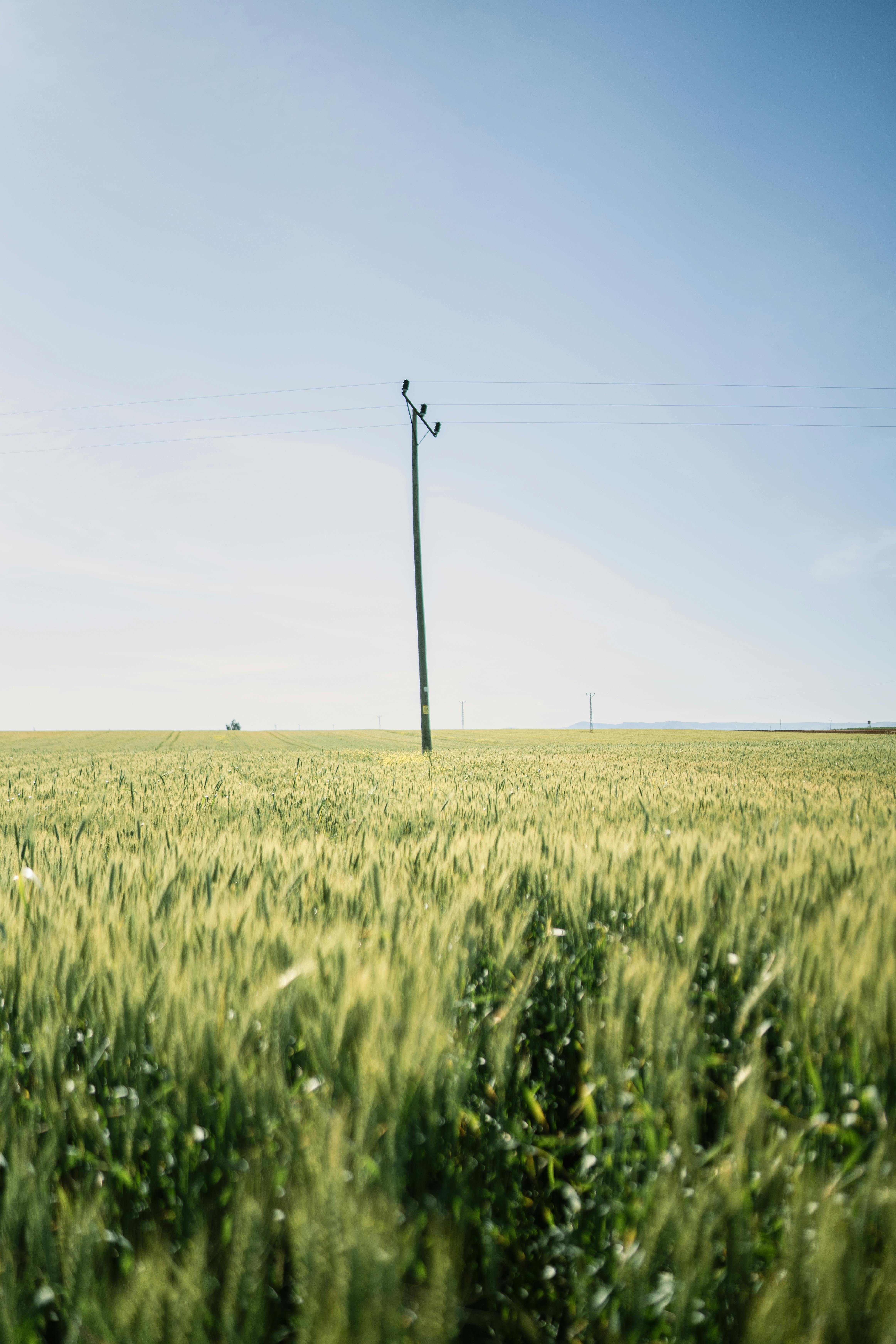Selective View of a Field of Barley · Free Stock Photo