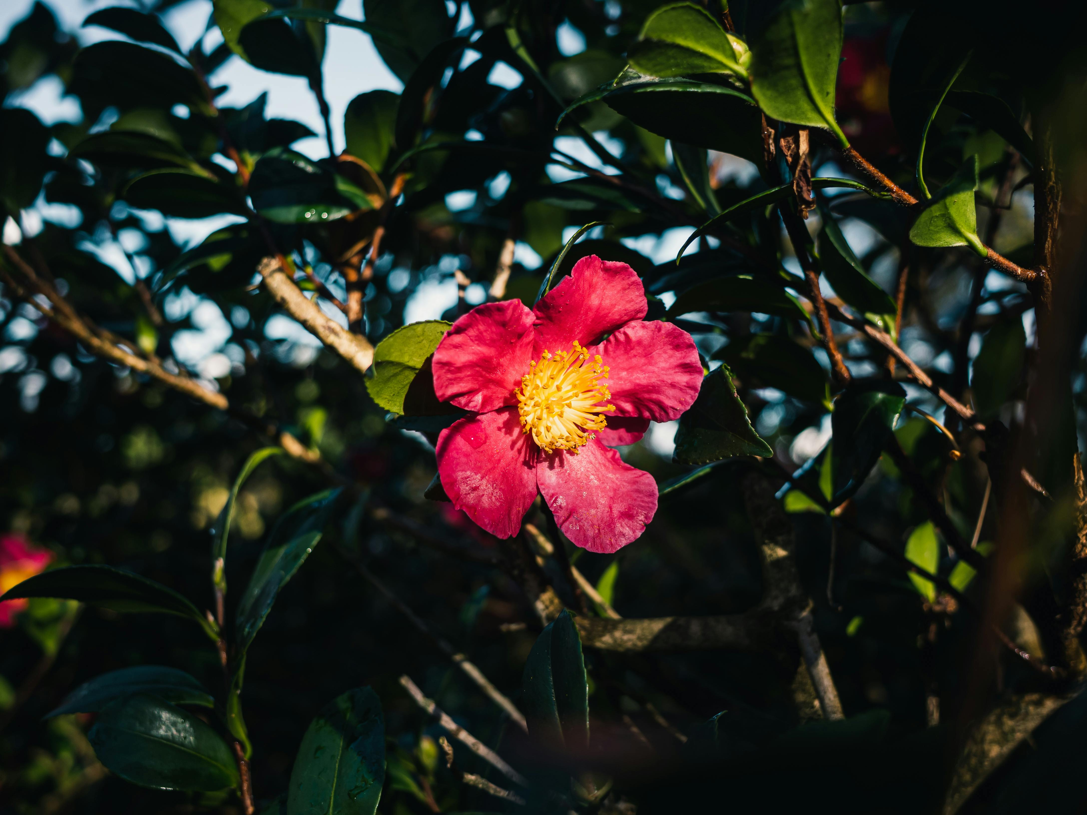 Red Palulu Flower · Free Stock Photo