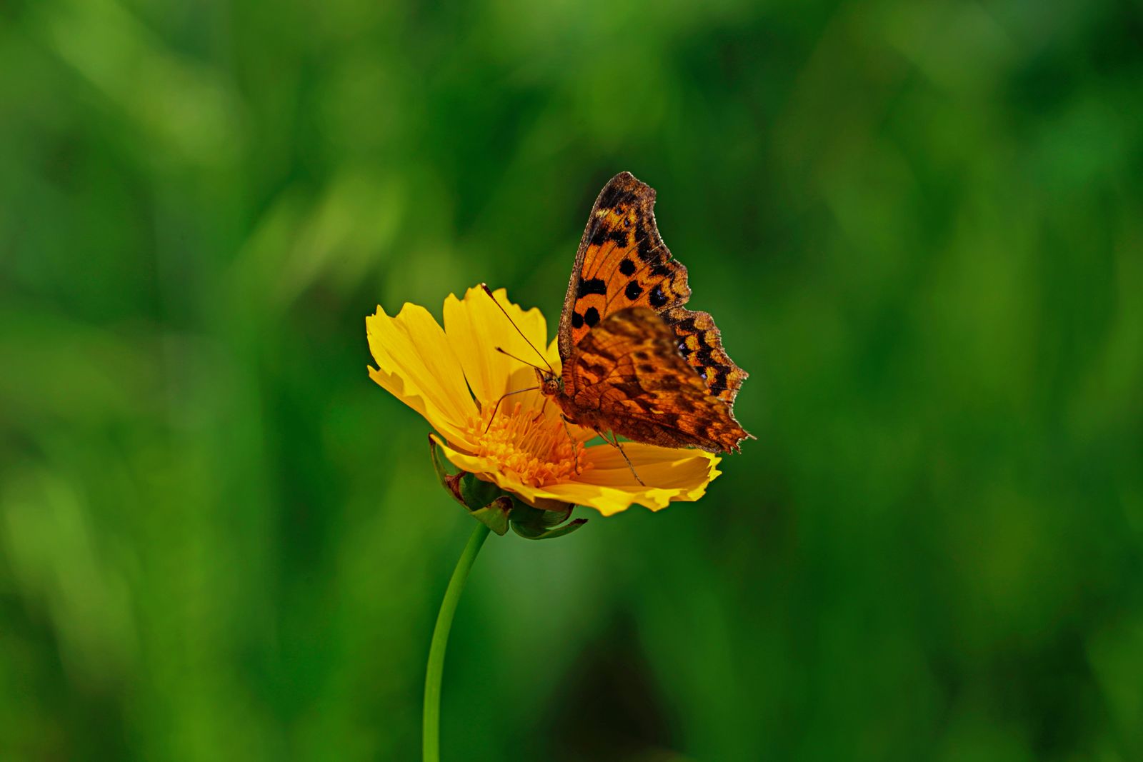 Butterfly Sister Wallpaper Photos, Download The BEST Free Butterfly ...