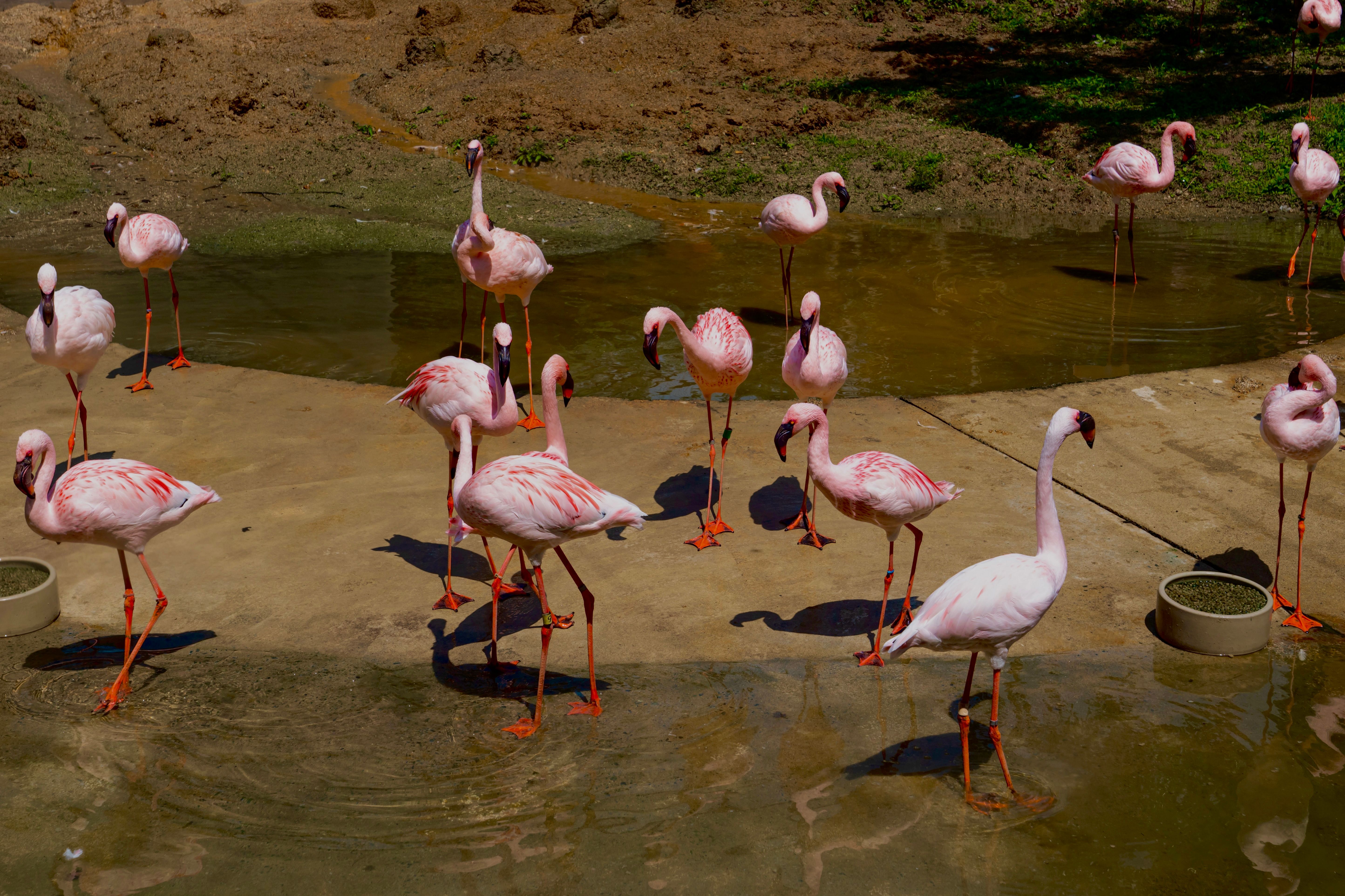 Flock Of Flamingo · Free Stock Photo