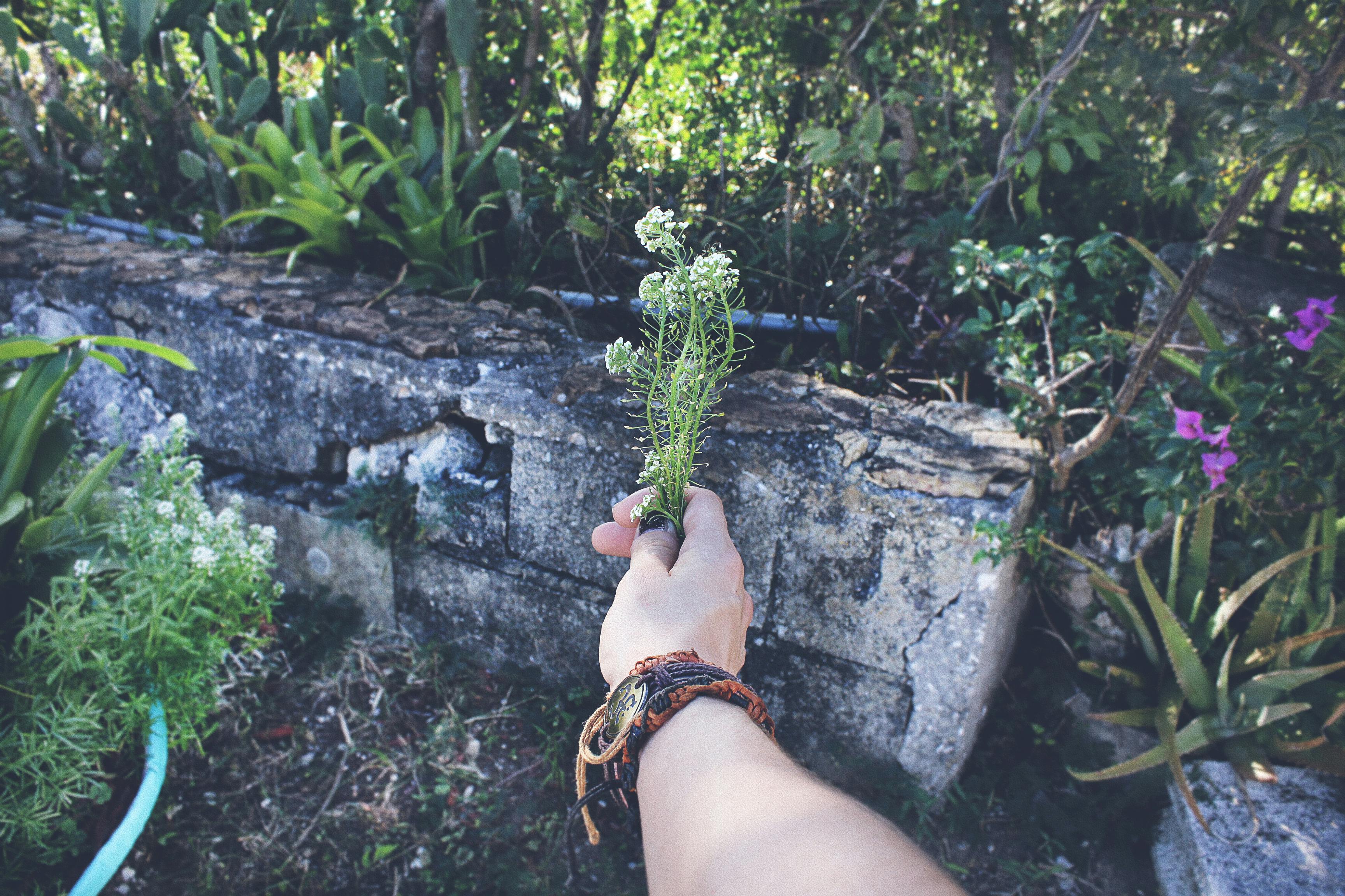 Man Planting Plant · Free Stock Photo