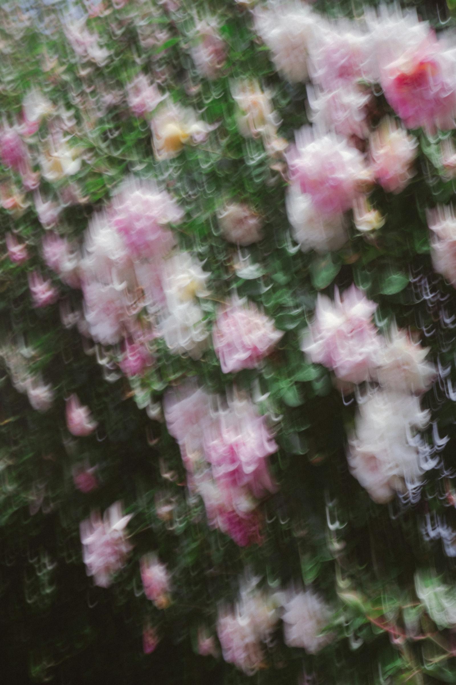 Rose Bush Photos, Download The BEST Free Rose Bush Stock Photos & HD Images