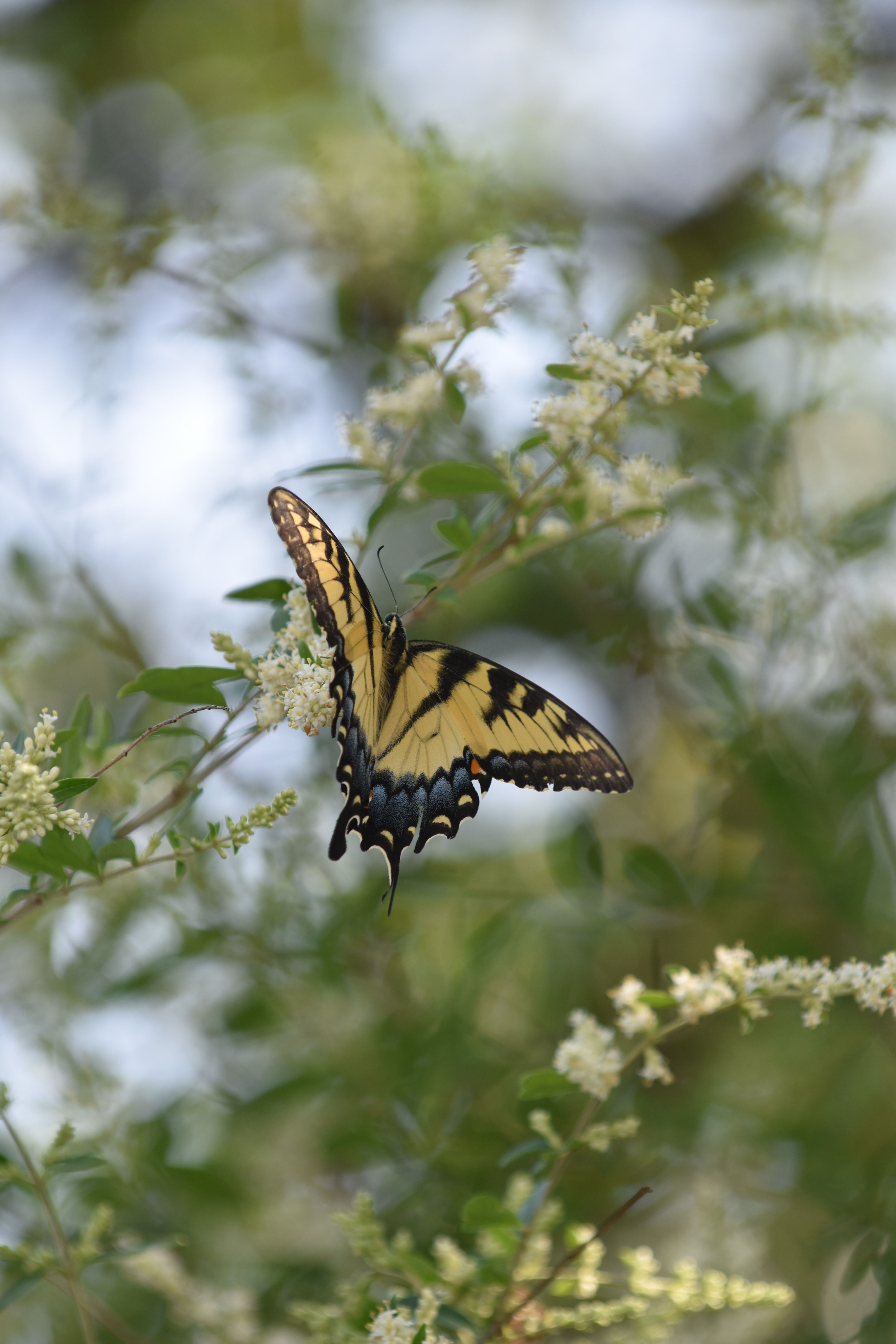 Close up of Butterfly · Free Stock Photo