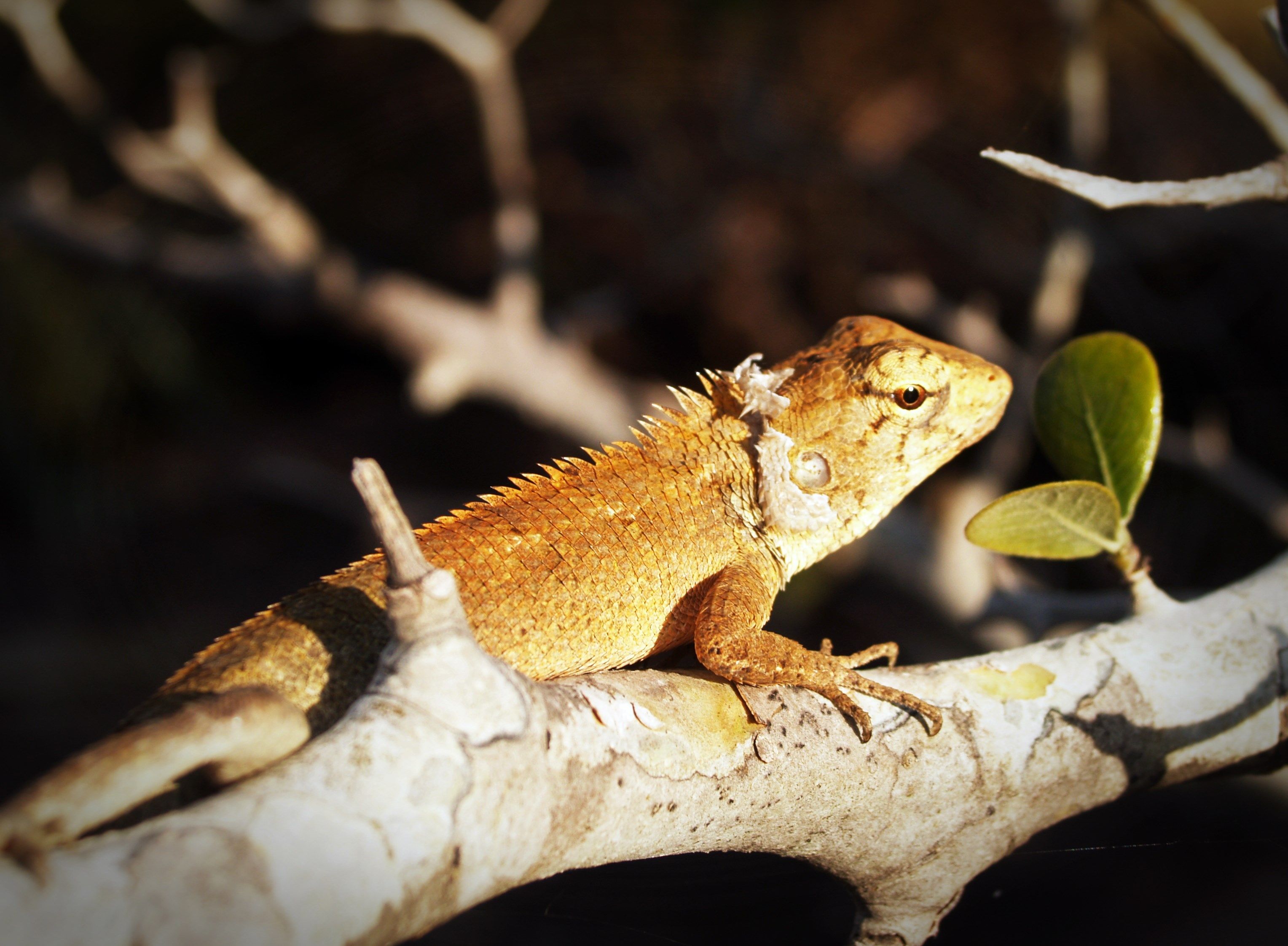 Red and Gray Reptile on Tree Branch · Free Stock Photo
