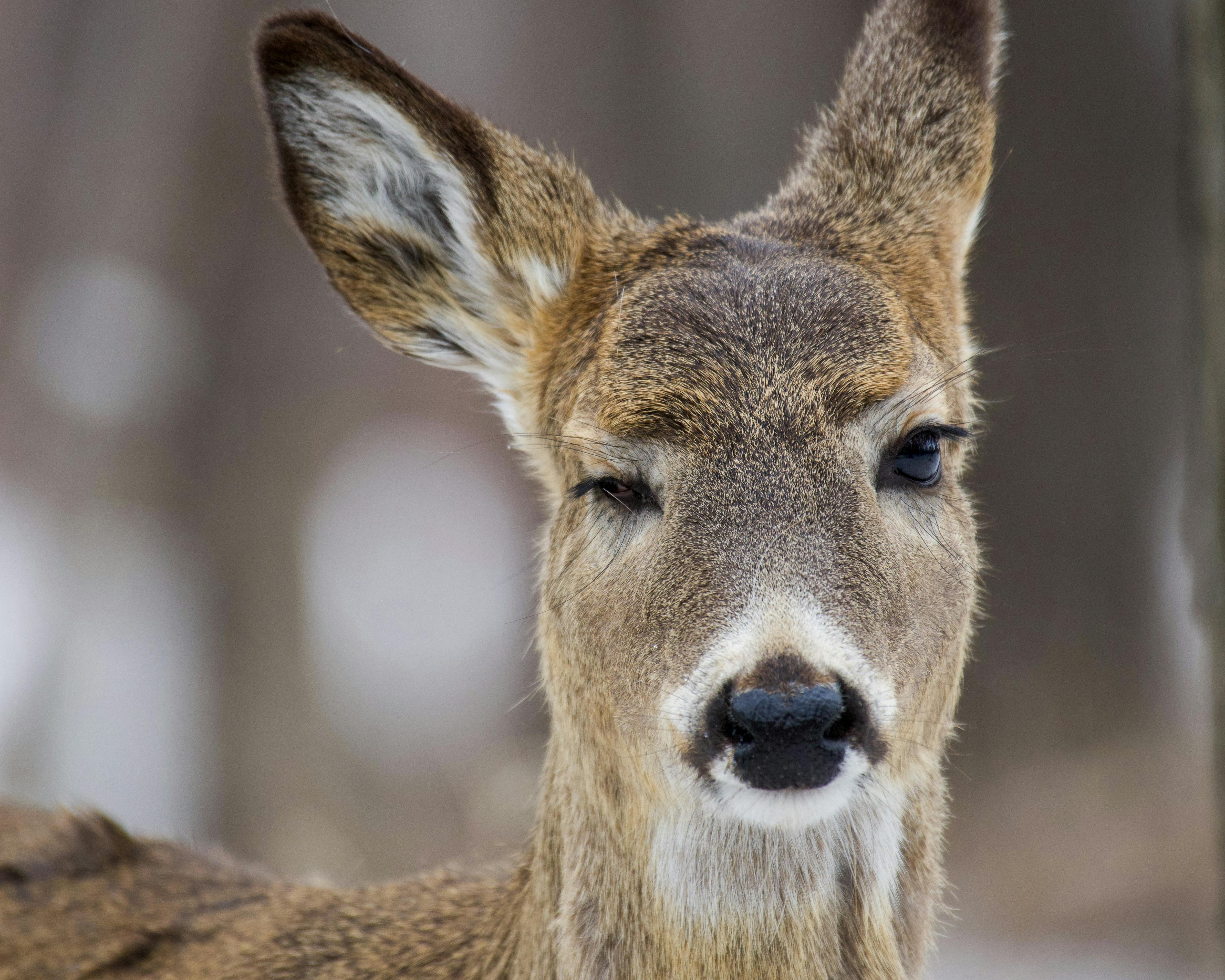 Close up of Deer Head · Free Stock Photo