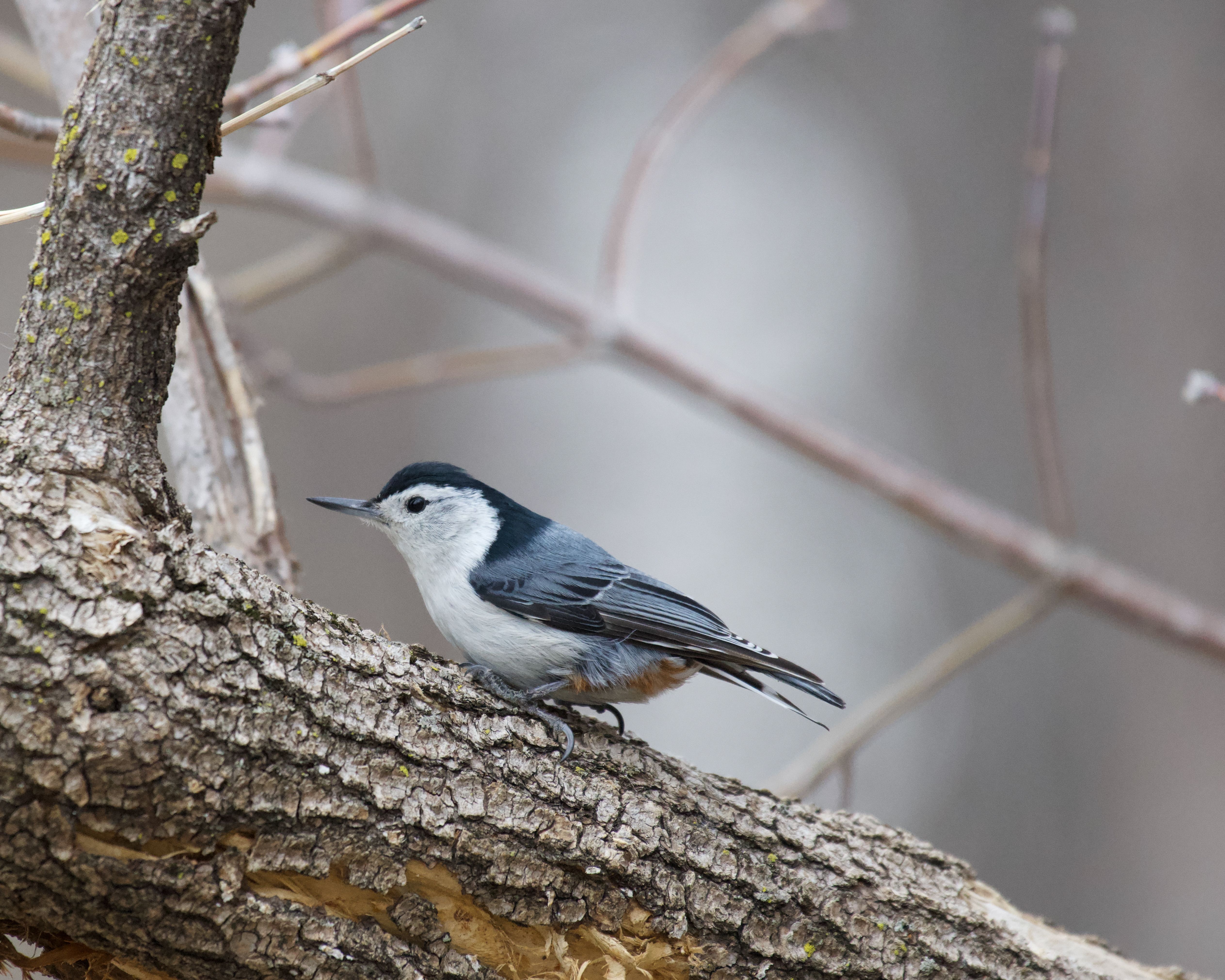 Close up of White-breasted Nuthatch · Free Stock Photo