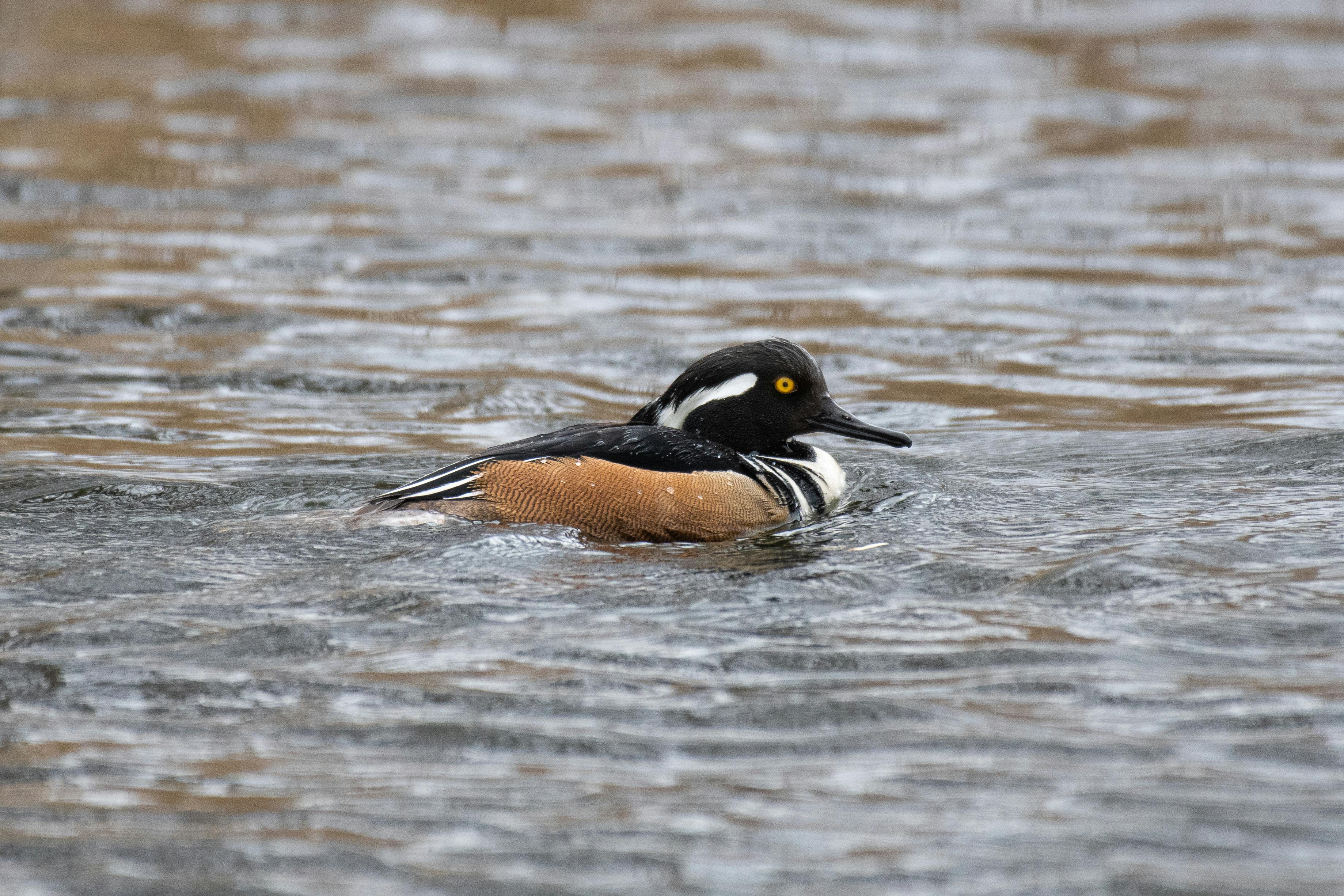 Duck Wallpaper Photos, Download The BEST Free Duck Wallpaper Stock ...