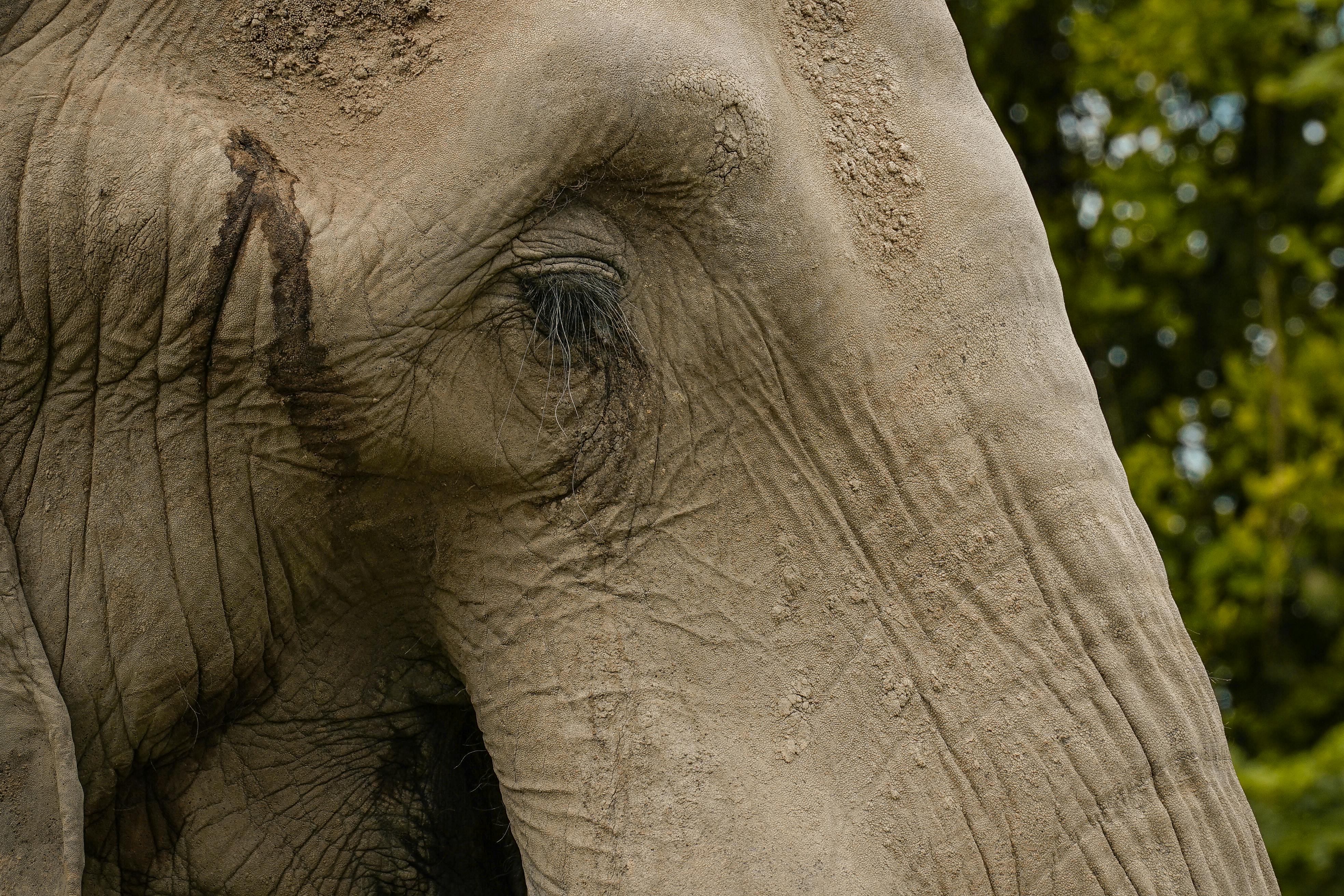 Portrait of an Elephant · Free Stock Photo