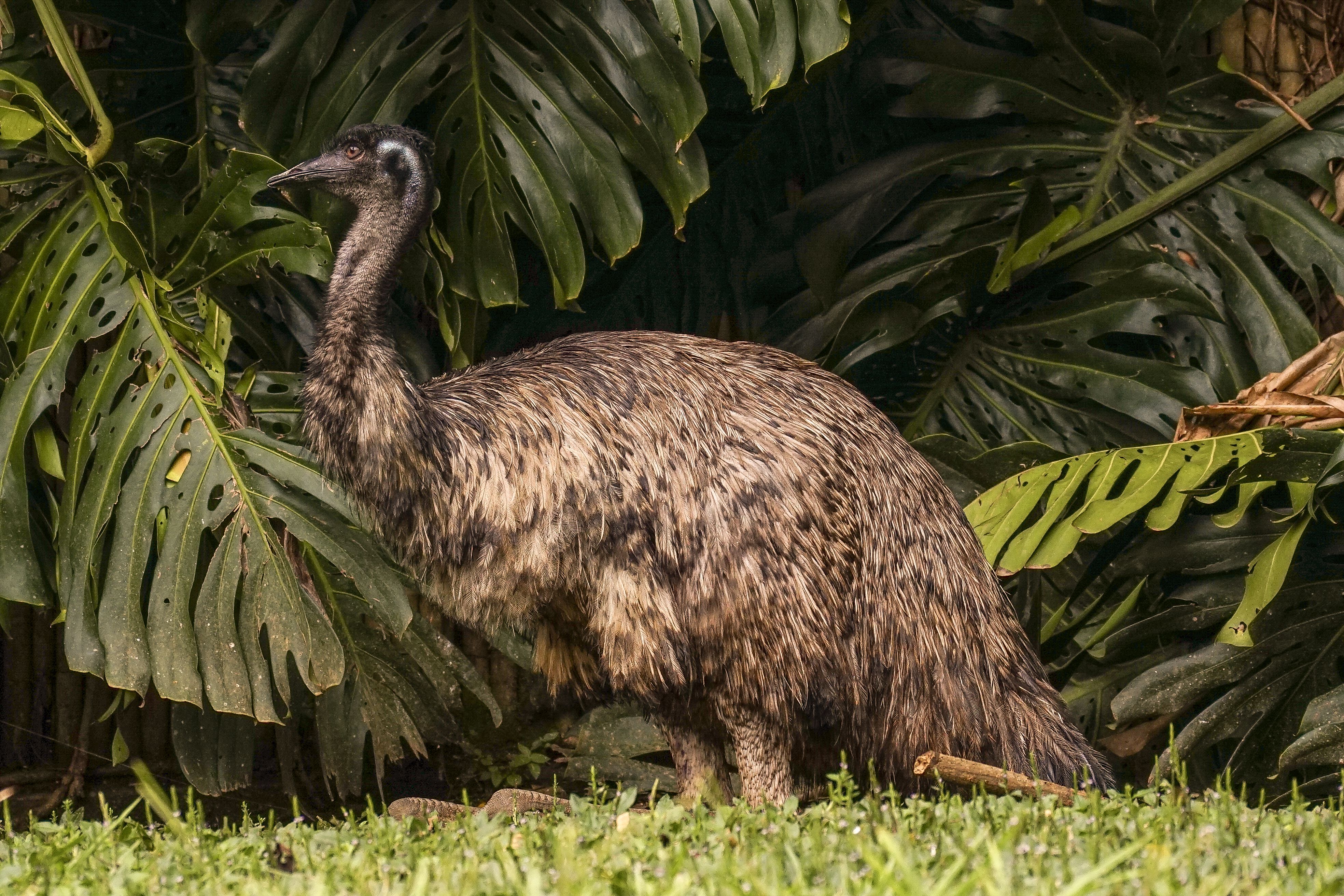 Forest Bird Photos, Download The BEST Free Forest Bird Stock Photos ...