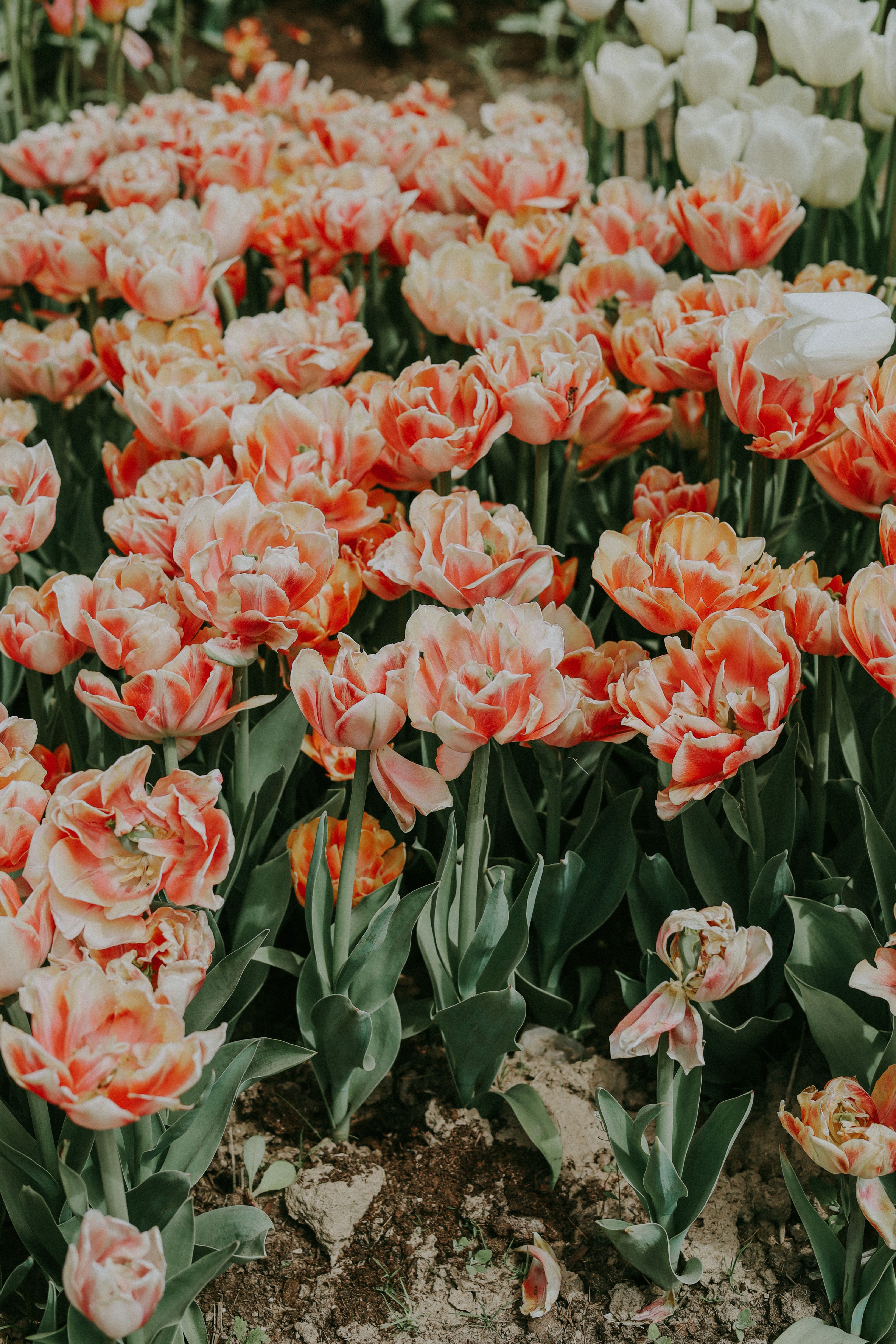 A field of orange and white tulips · Free Stock Photo