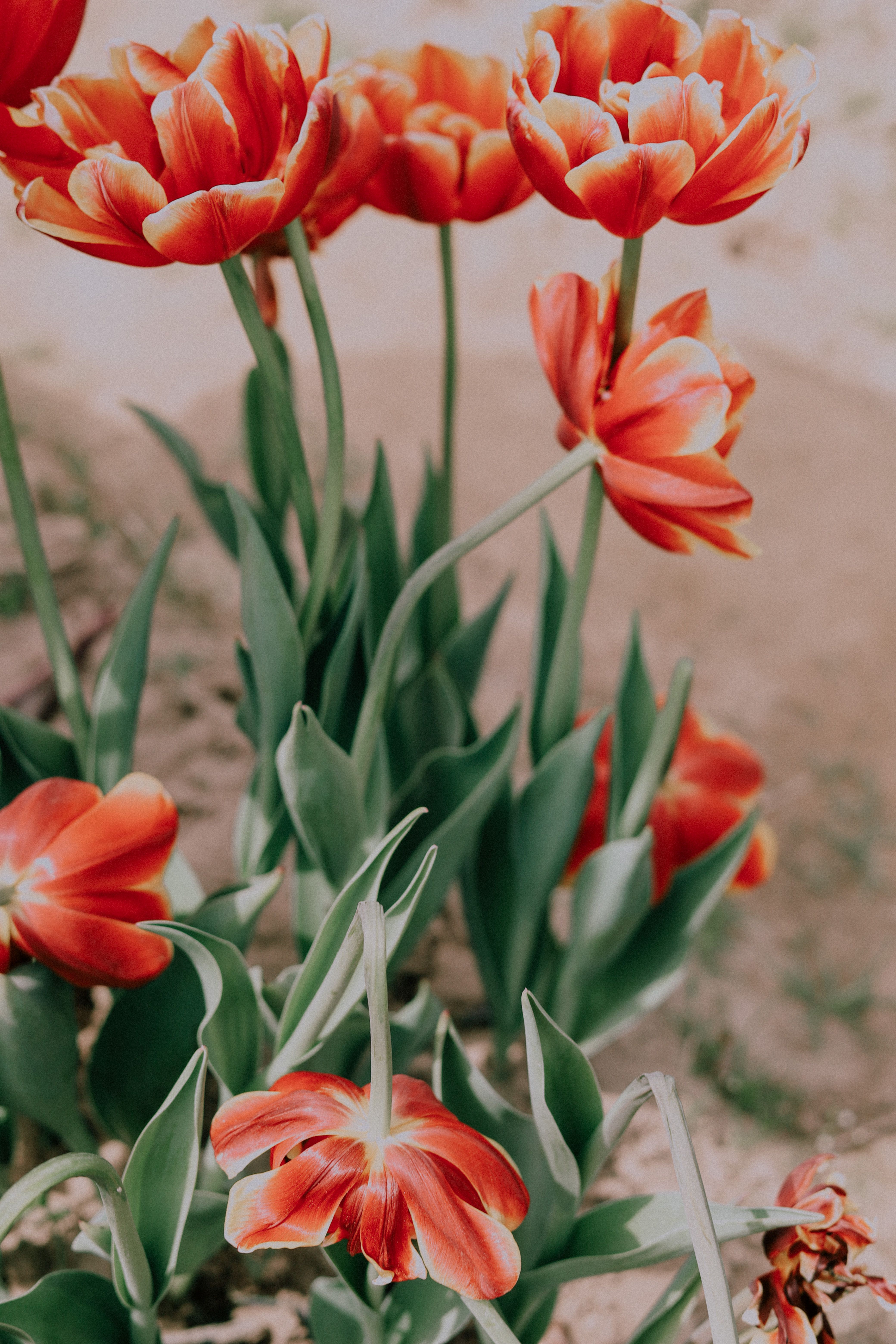A close up of some red tulips · Free Stock Photo