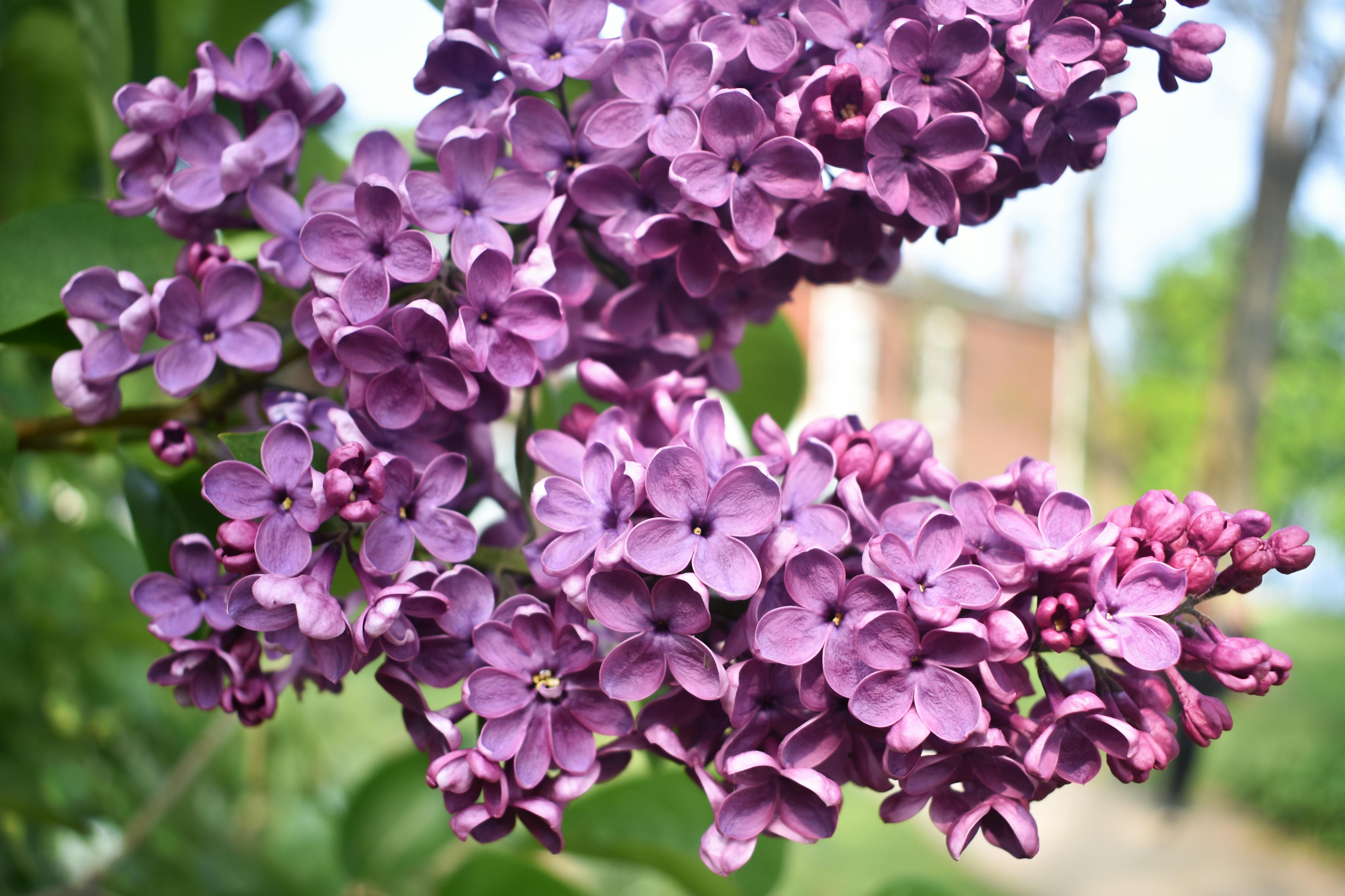 Purple Blossoms in Spring · Free Stock Photo