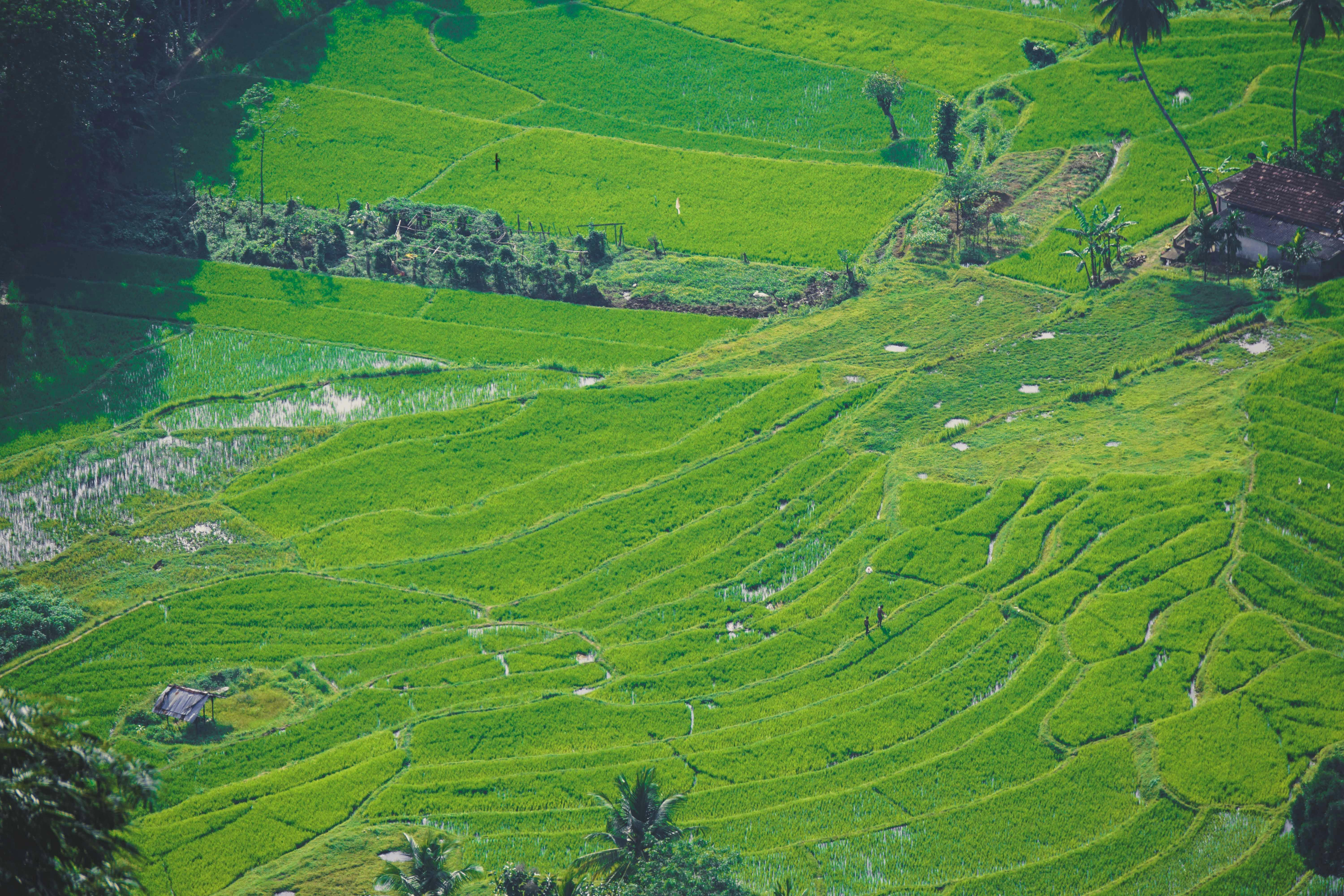Free stock photo of nature, paddy field, sri lanka