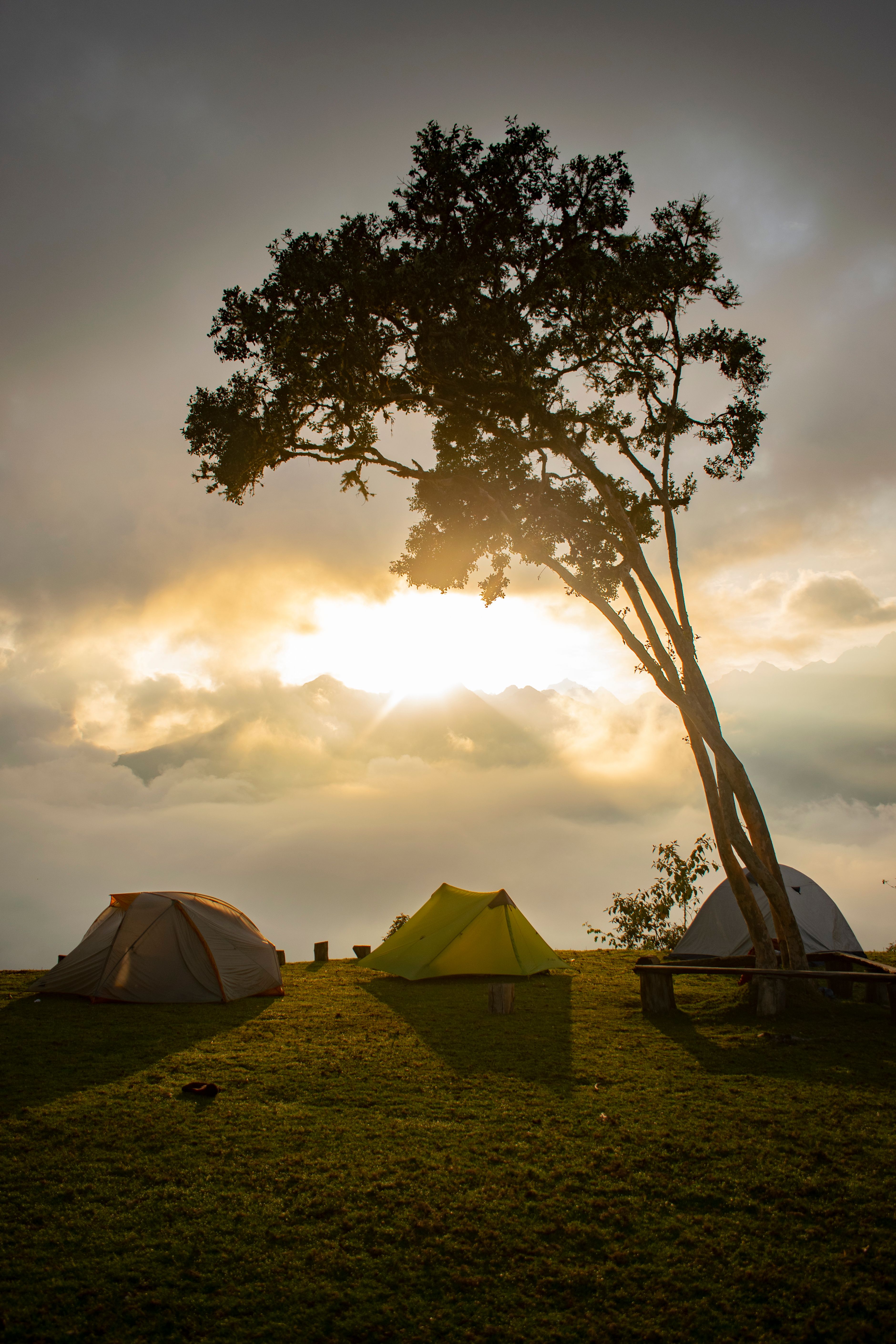 Tents under Single Tree at Sunset · Free Stock Photo
