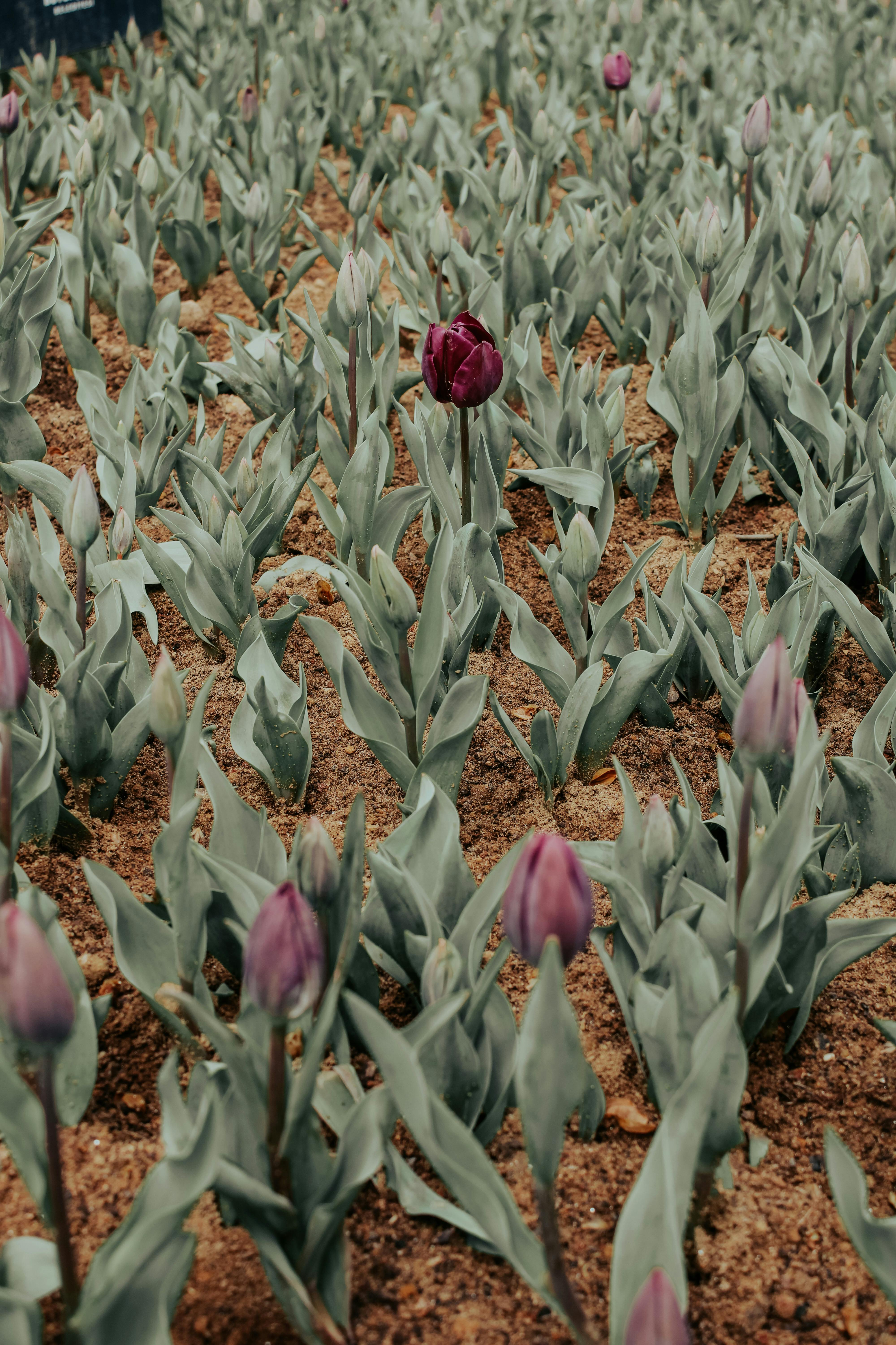 Green Field Flowers Photos, Download The BEST Free Green Field Flowers ...