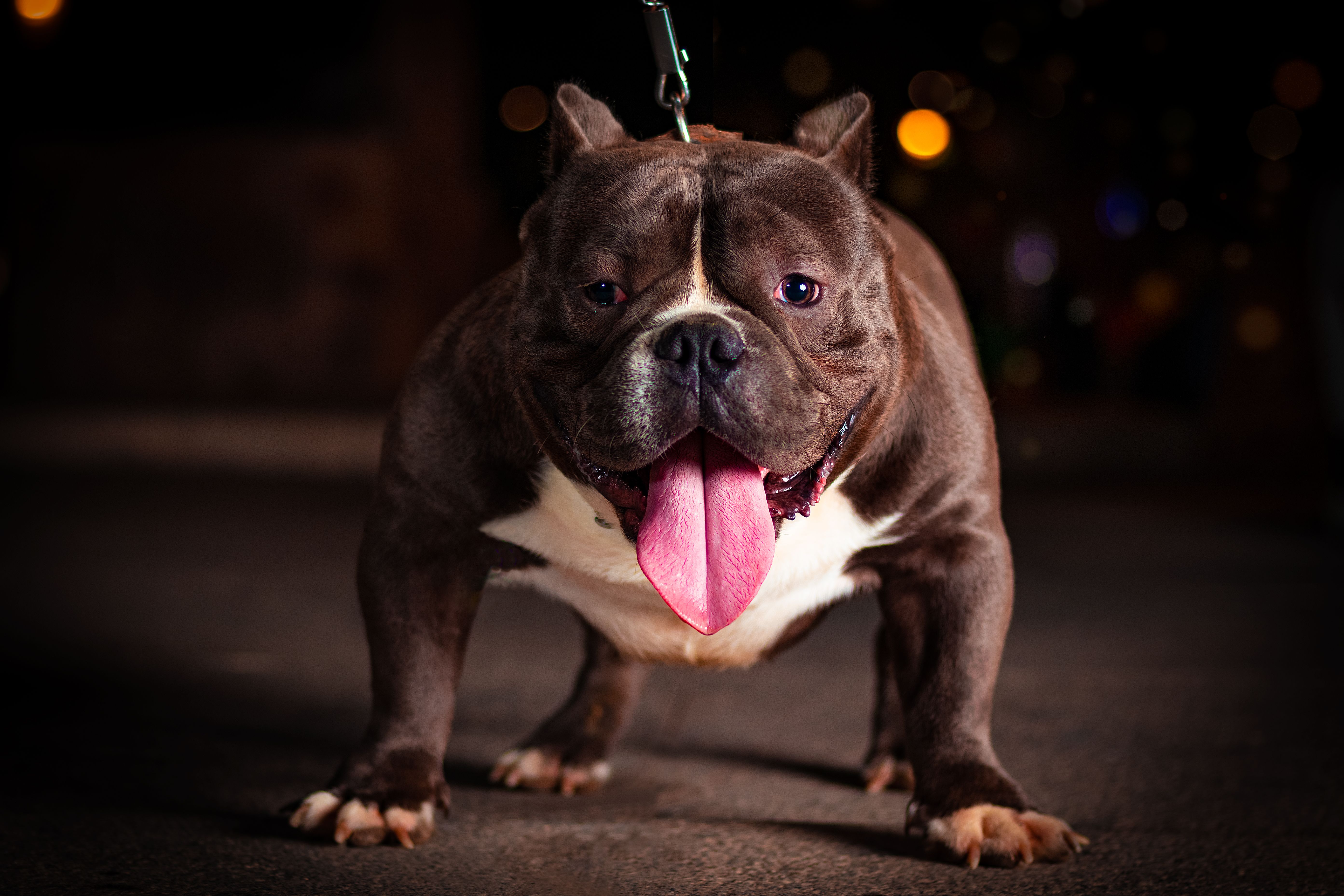 Close up of Bulldog · Free Stock Photo