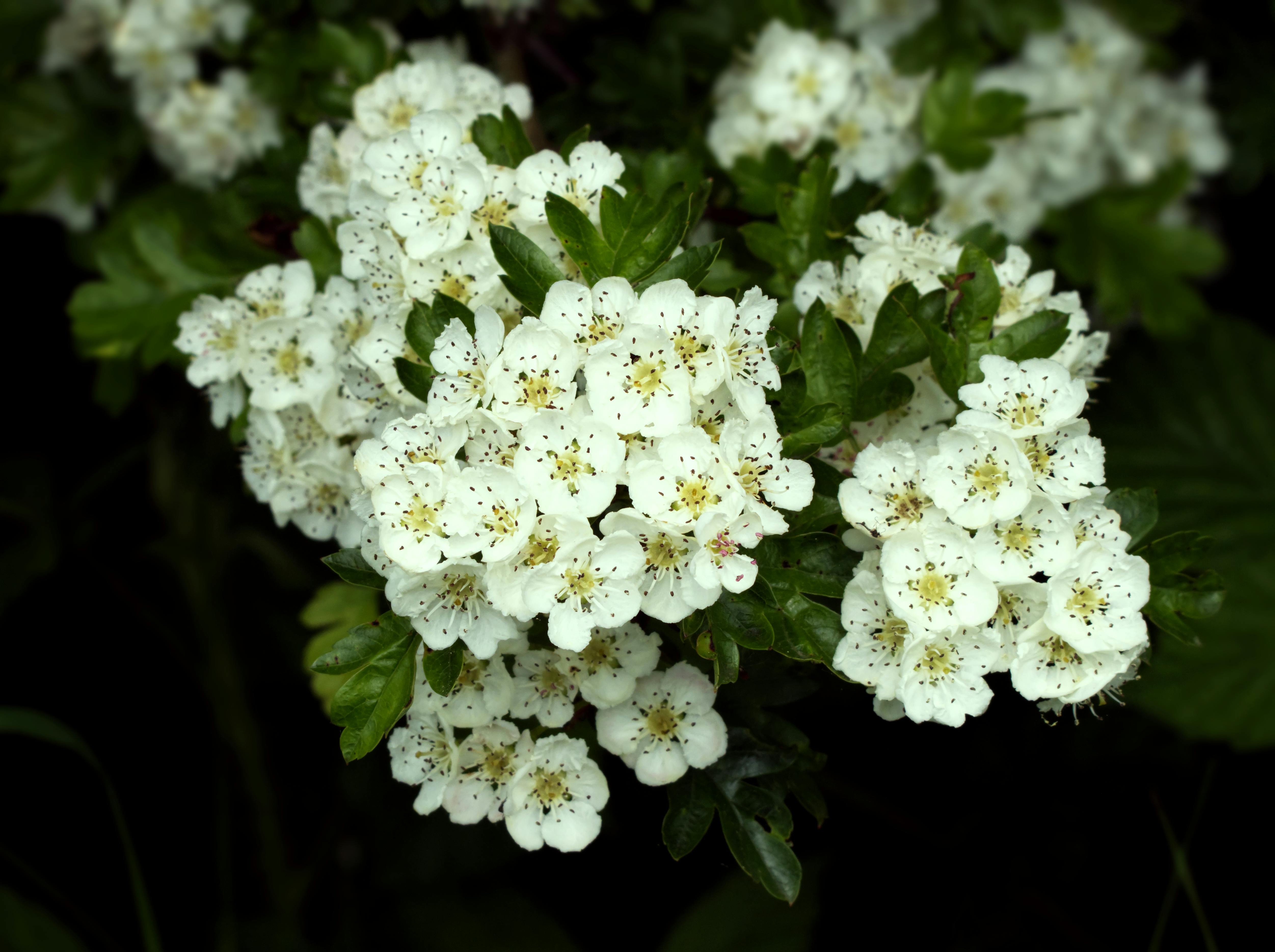 White Hawthorn Blossoms in Spring · Free Stock Photo