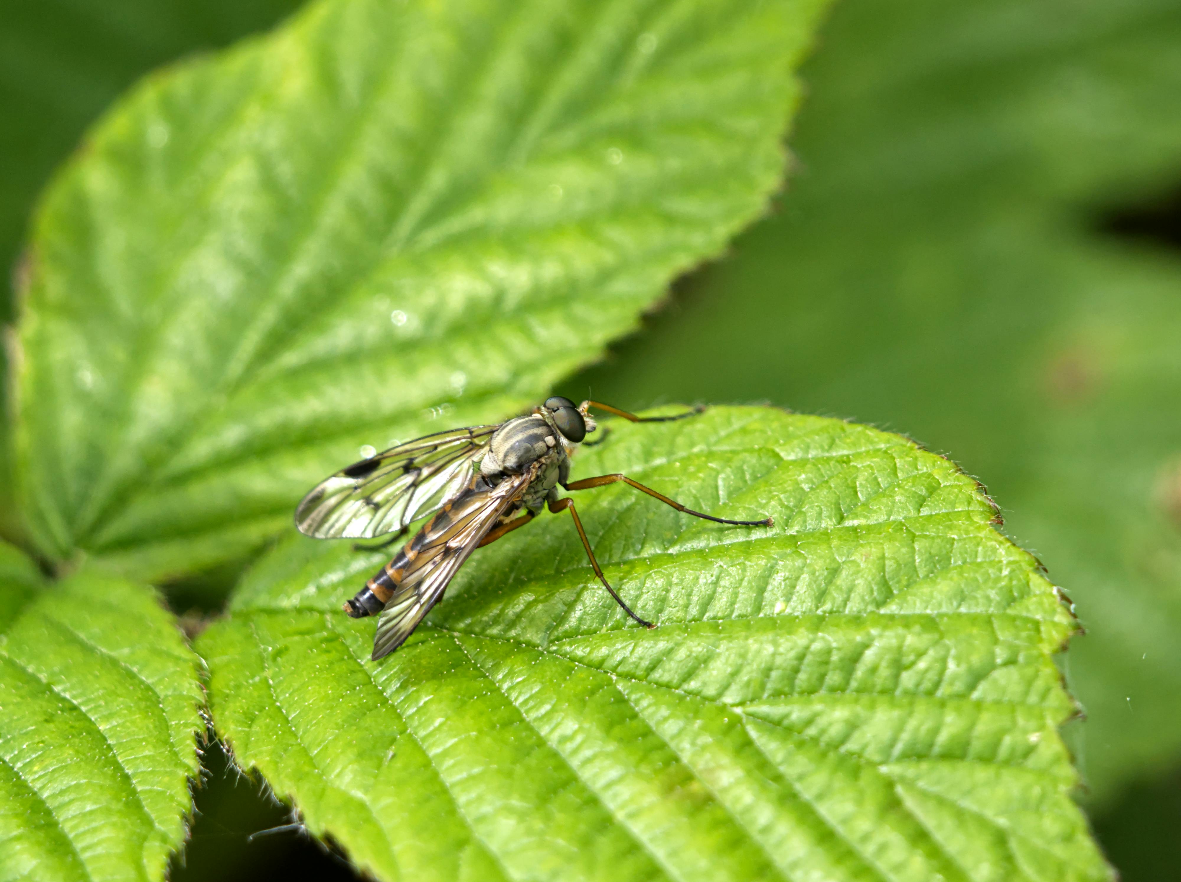 Fly Insect Photos, Download The BEST Free Fly Insect Stock Photos & HD ...