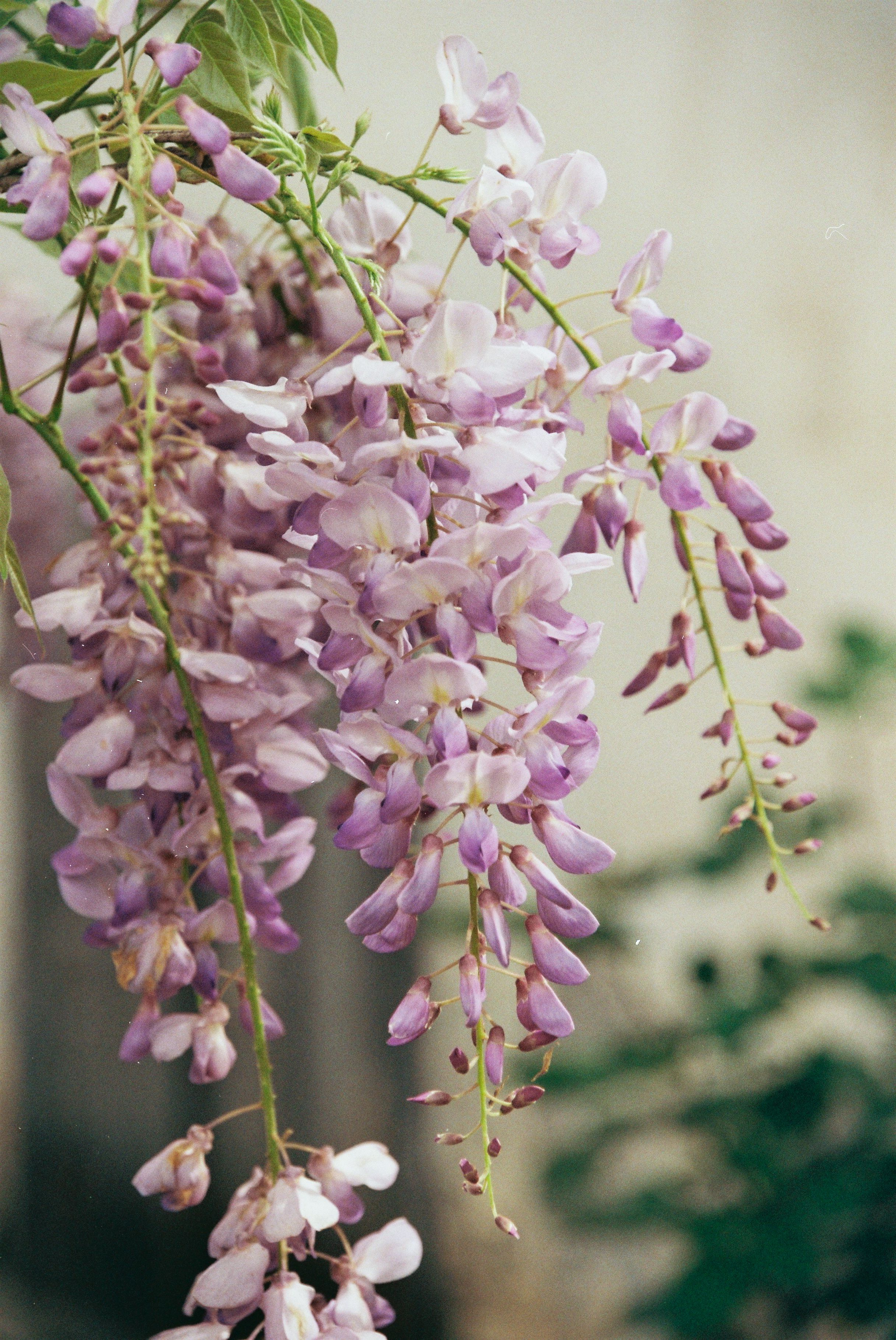 Purple Wallpeper Photos, Download The BEST Free Purple Wallpeper Stock ...