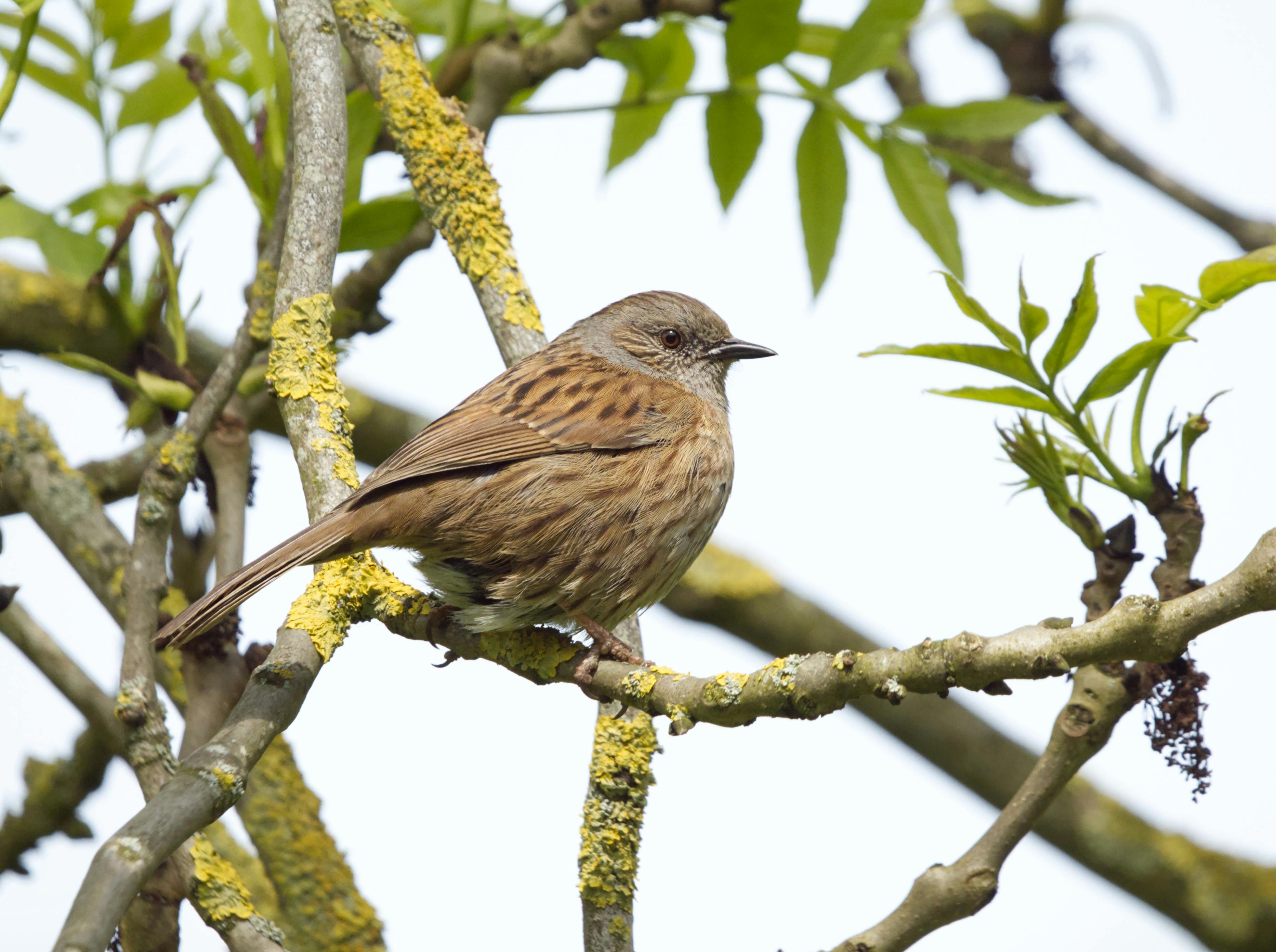 Dunnock Photos, Download The BEST Free Dunnock Stock Photos & HD Images
