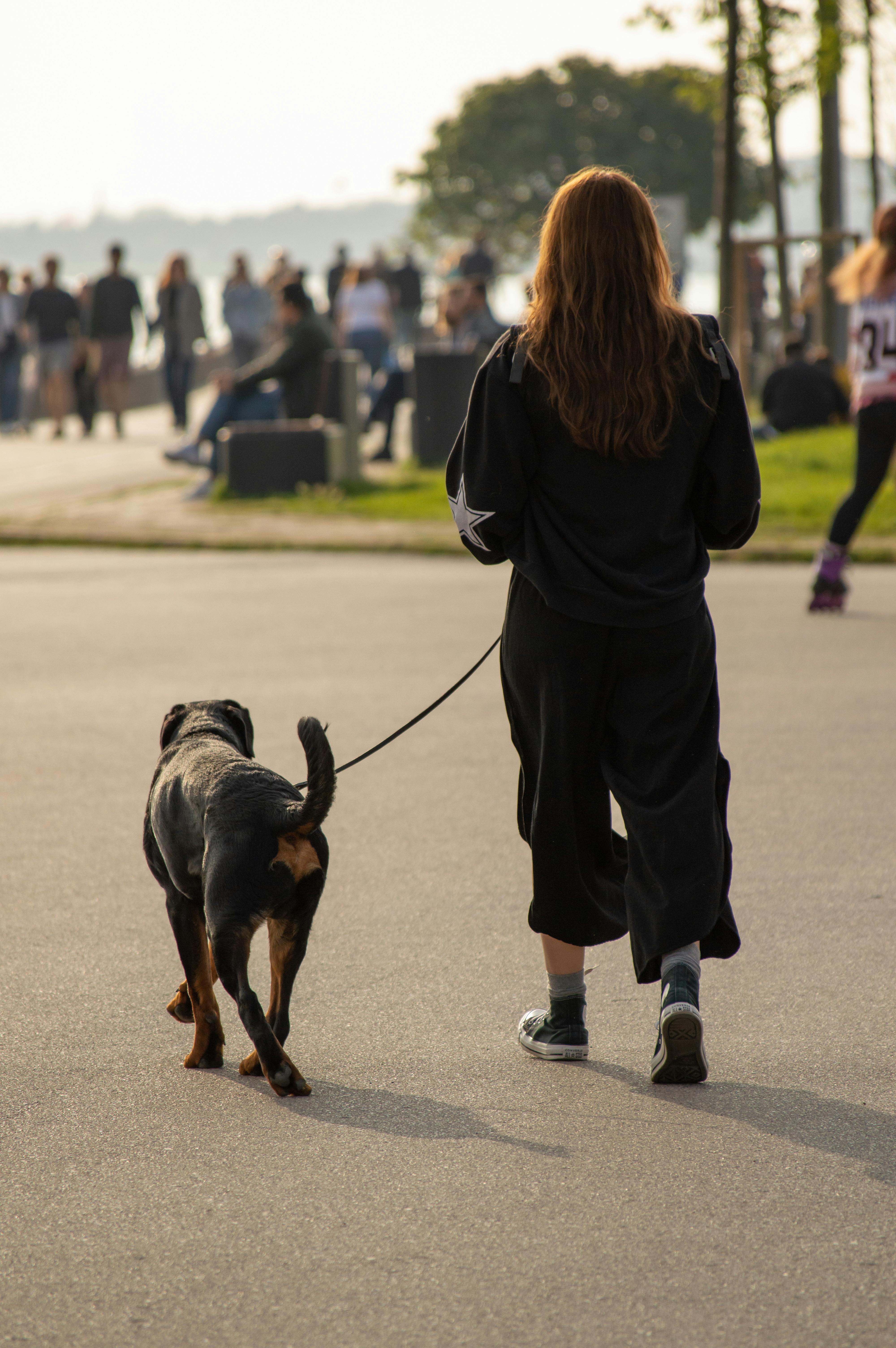 Foto de stock gratuita sobre animal, caminando, de espaldas, mascota ...