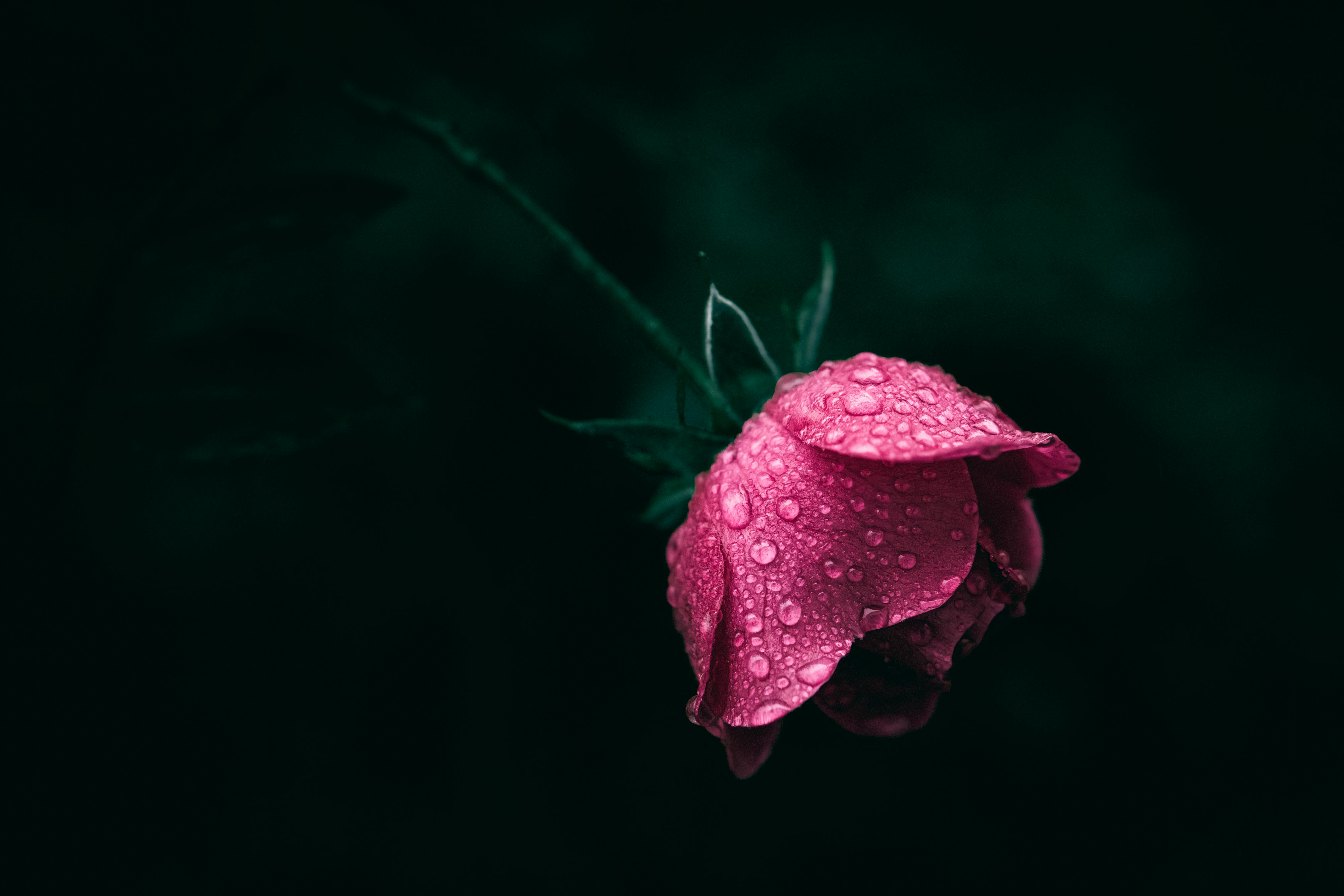 Somber Photos, Download The BEST Free Somber Stock Photos & HD Images