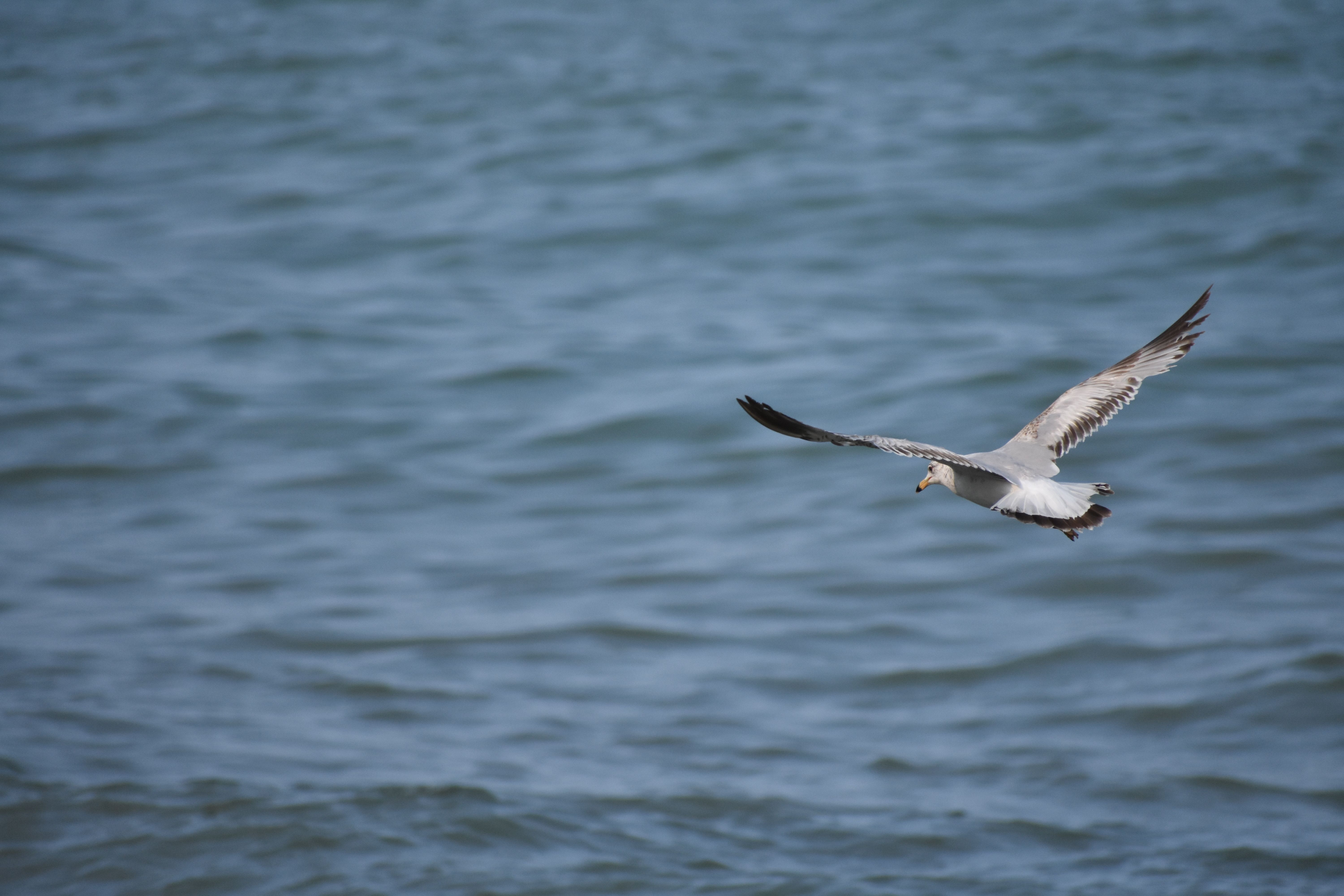Seagull Flying over Water · Free Stock Photo