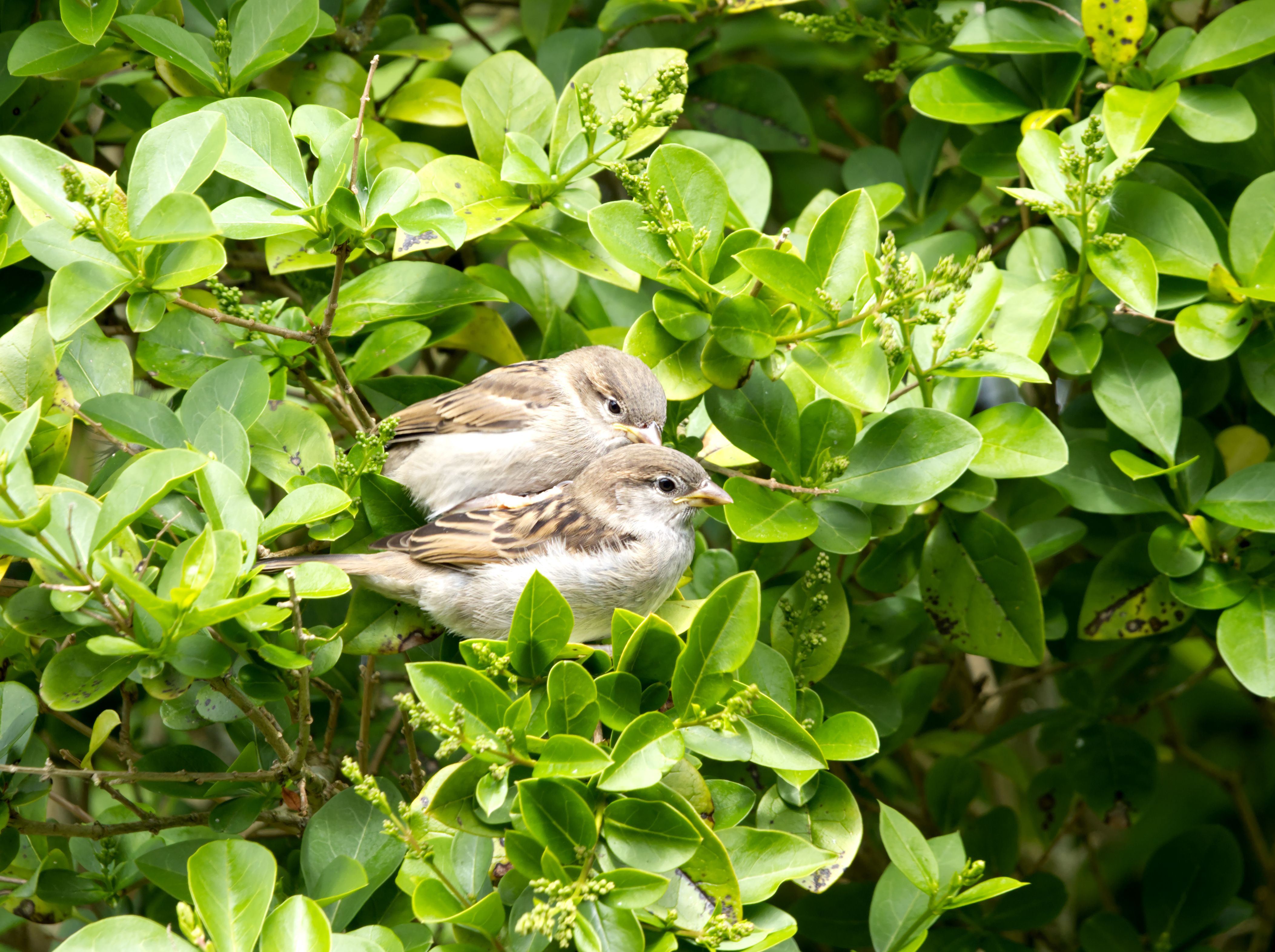 Couple of Sparrows · Free Stock Photo