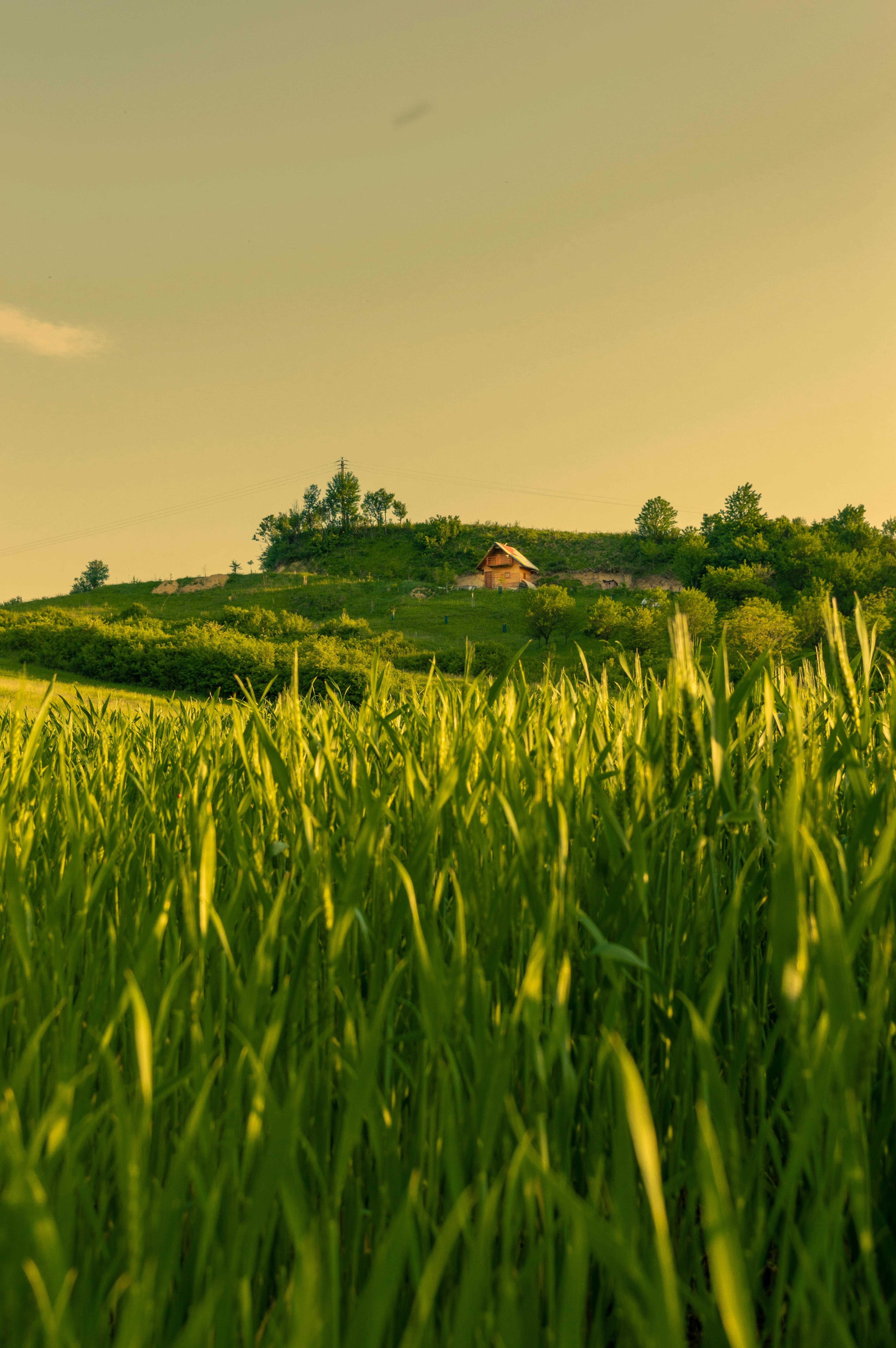 Summer Rural Landscape · Free Stock Photo
