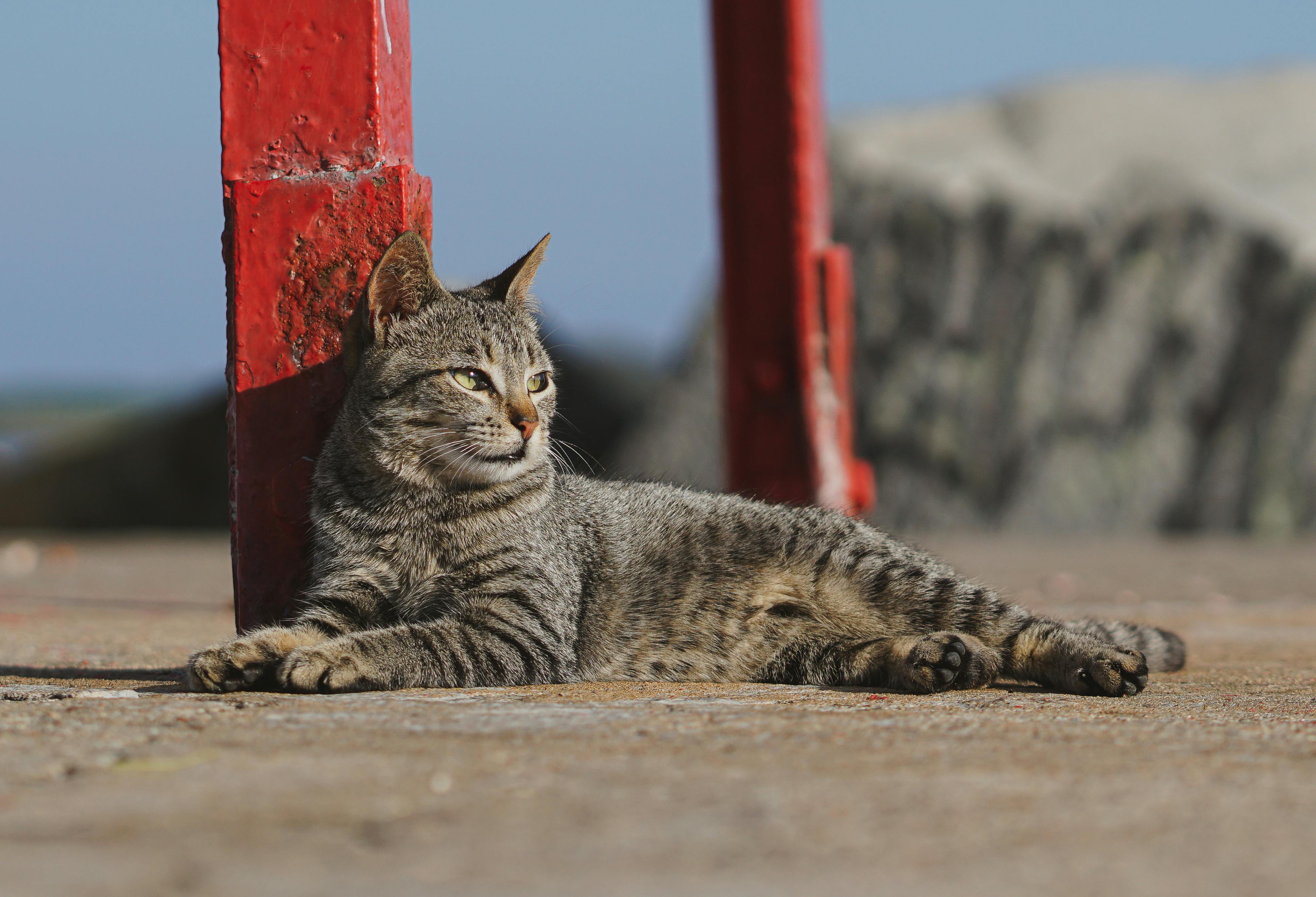 Sphinx Purr Photos, Download The BEST Free Sphinx Purr Stock Photos ...