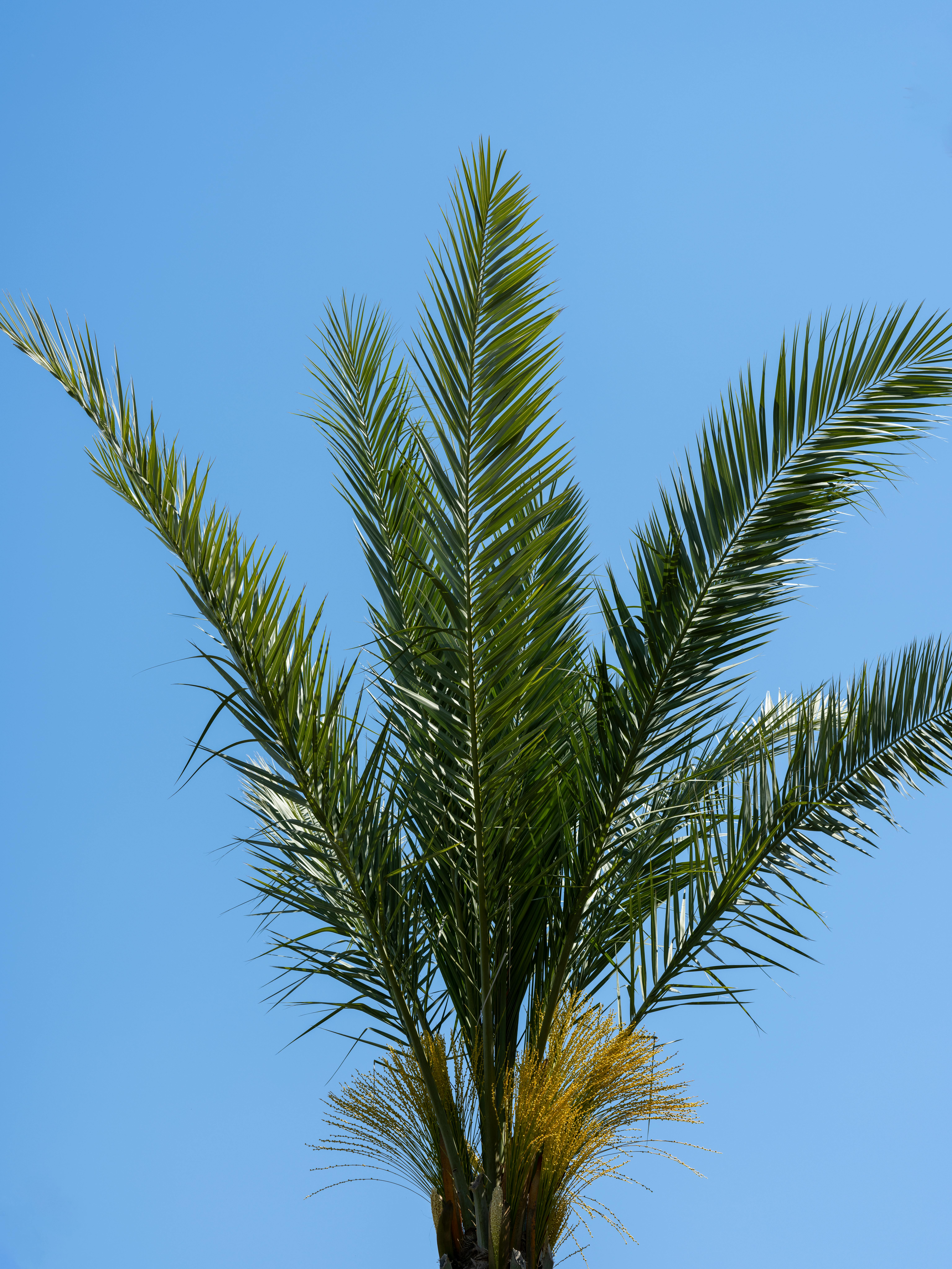 Palm Tree Fronds · Free Stock Photo