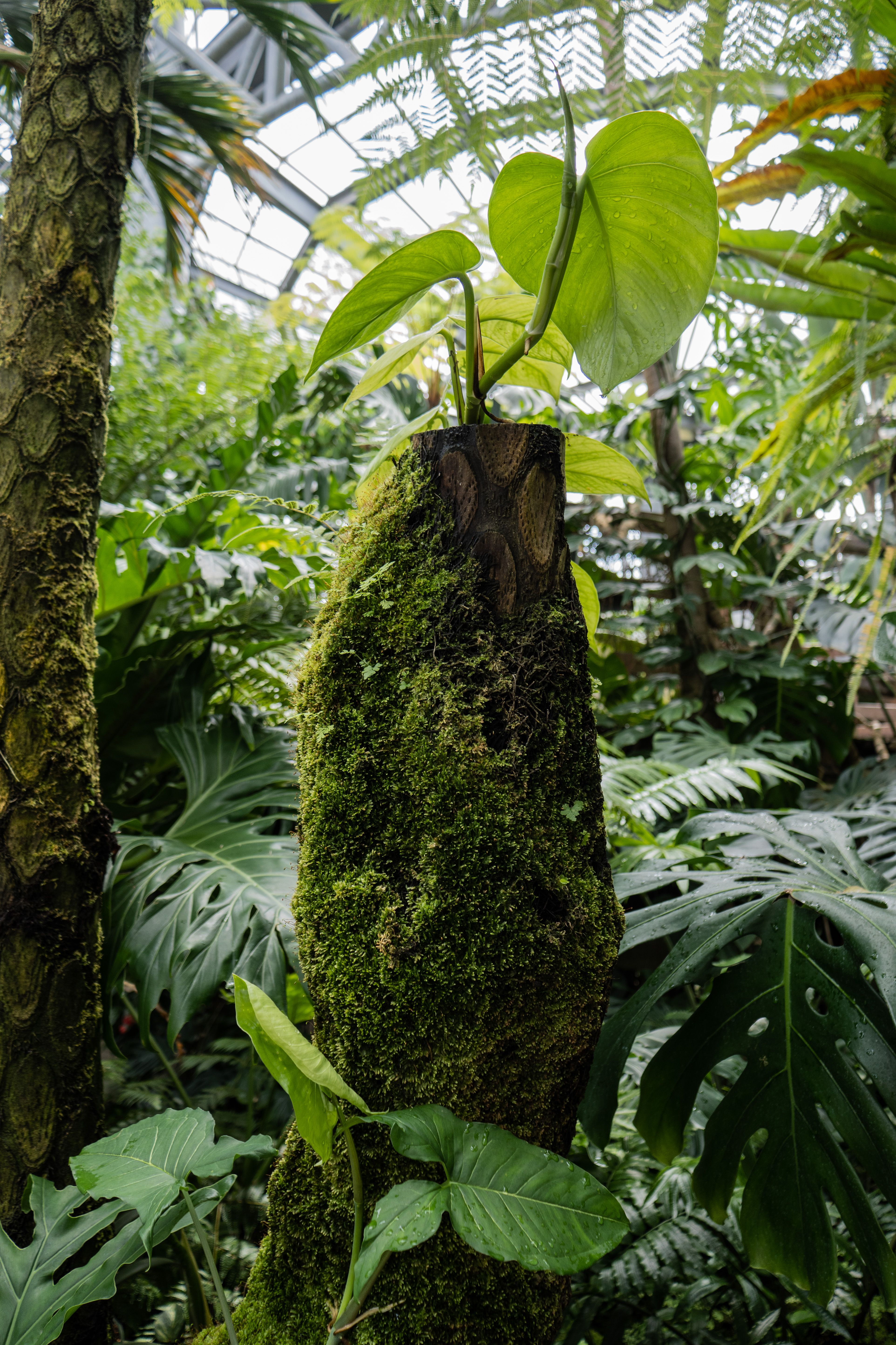 View of Tropical Plants Inside a Botanical Garden · Free Stock Photo