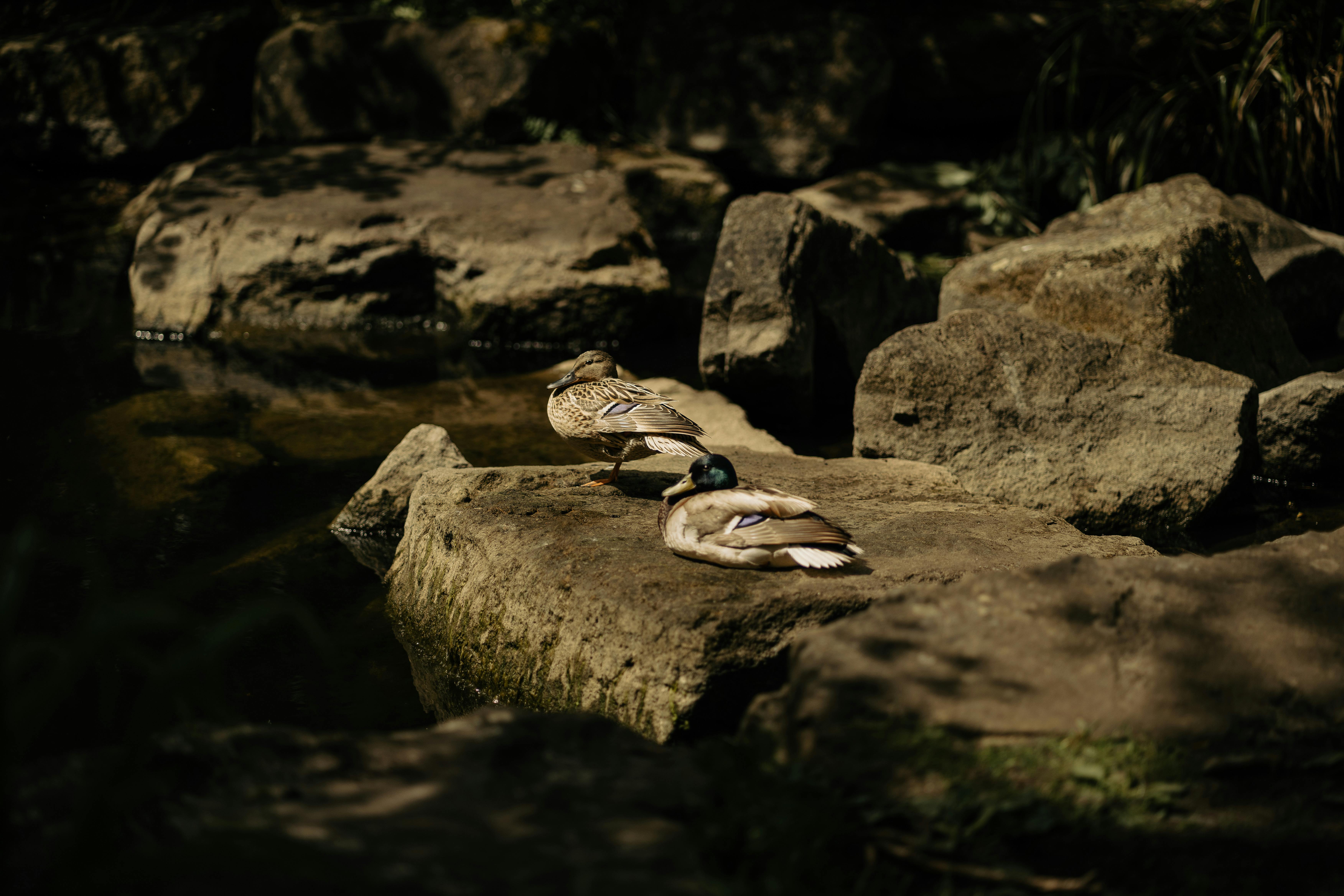 Ducks on Sunlit Rocks · Free Stock Photo