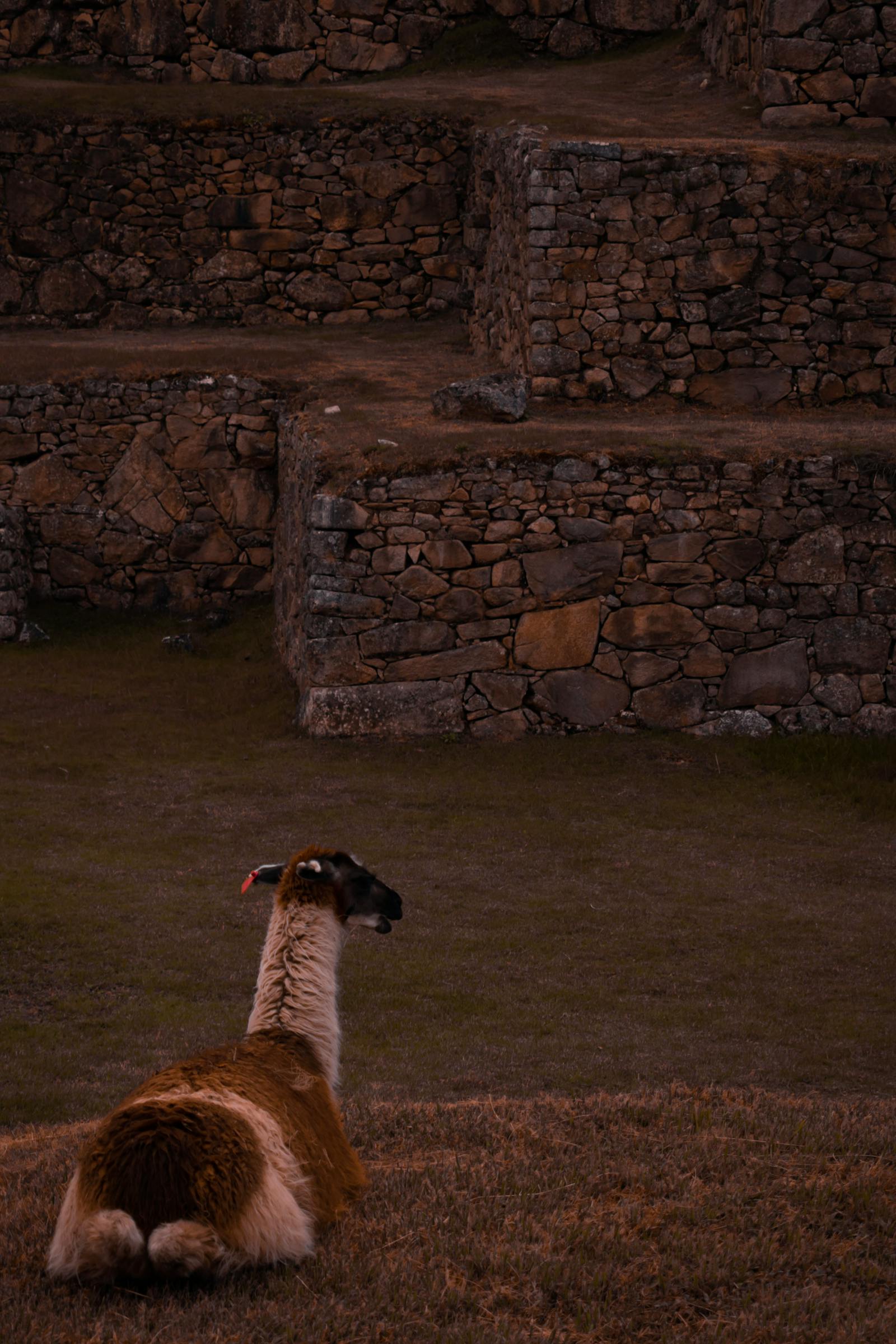 Llama Sitting Photos, Download The BEST Free Llama Sitting Stock Photos & HD Images