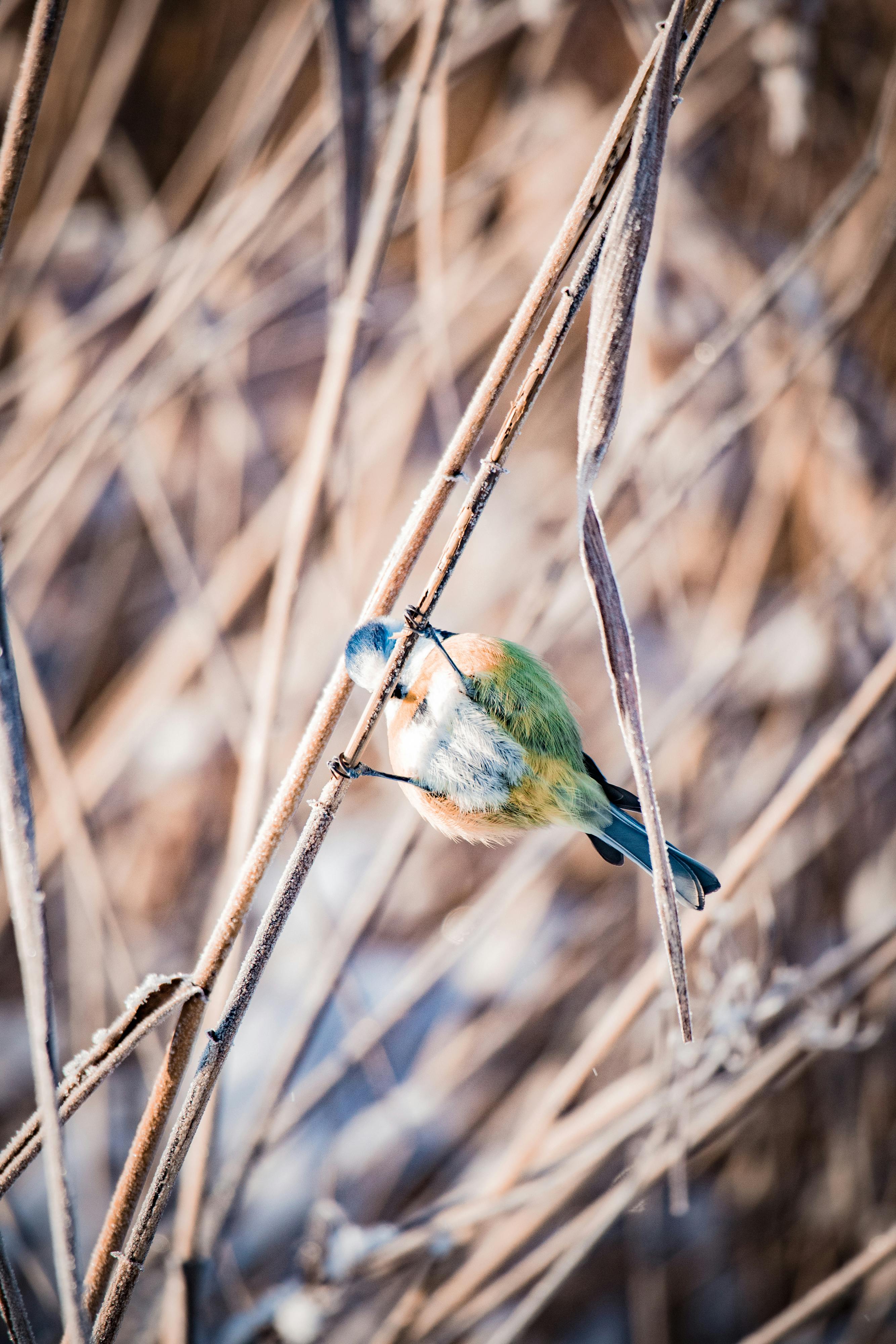 Cone Lock Photos, Download The BEST Free Cone Lock Stock Photos & HD Images