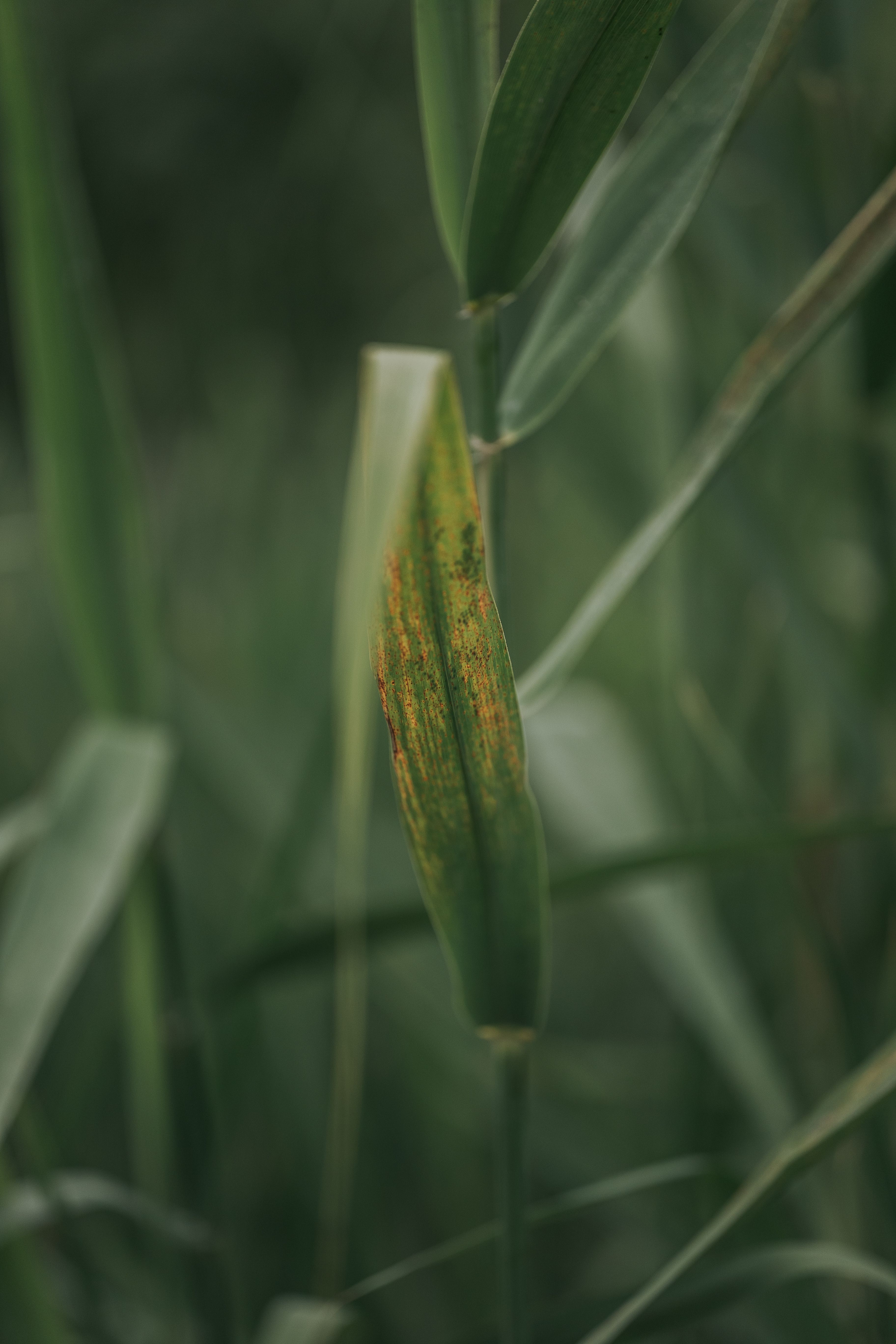 Close-up of a Grass Blade · Free Stock Photo