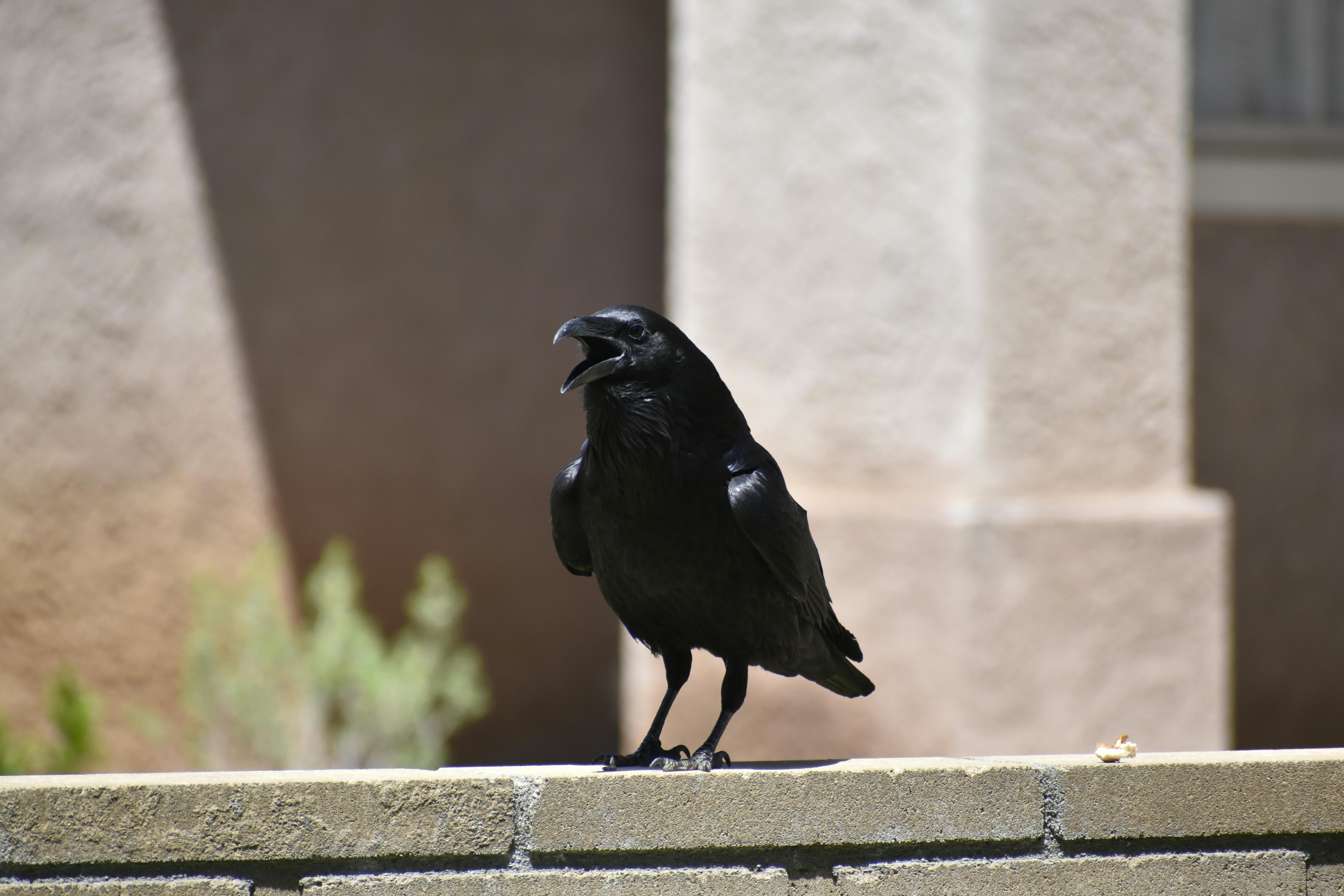Shallow Focus of Crow · Free Stock Photo