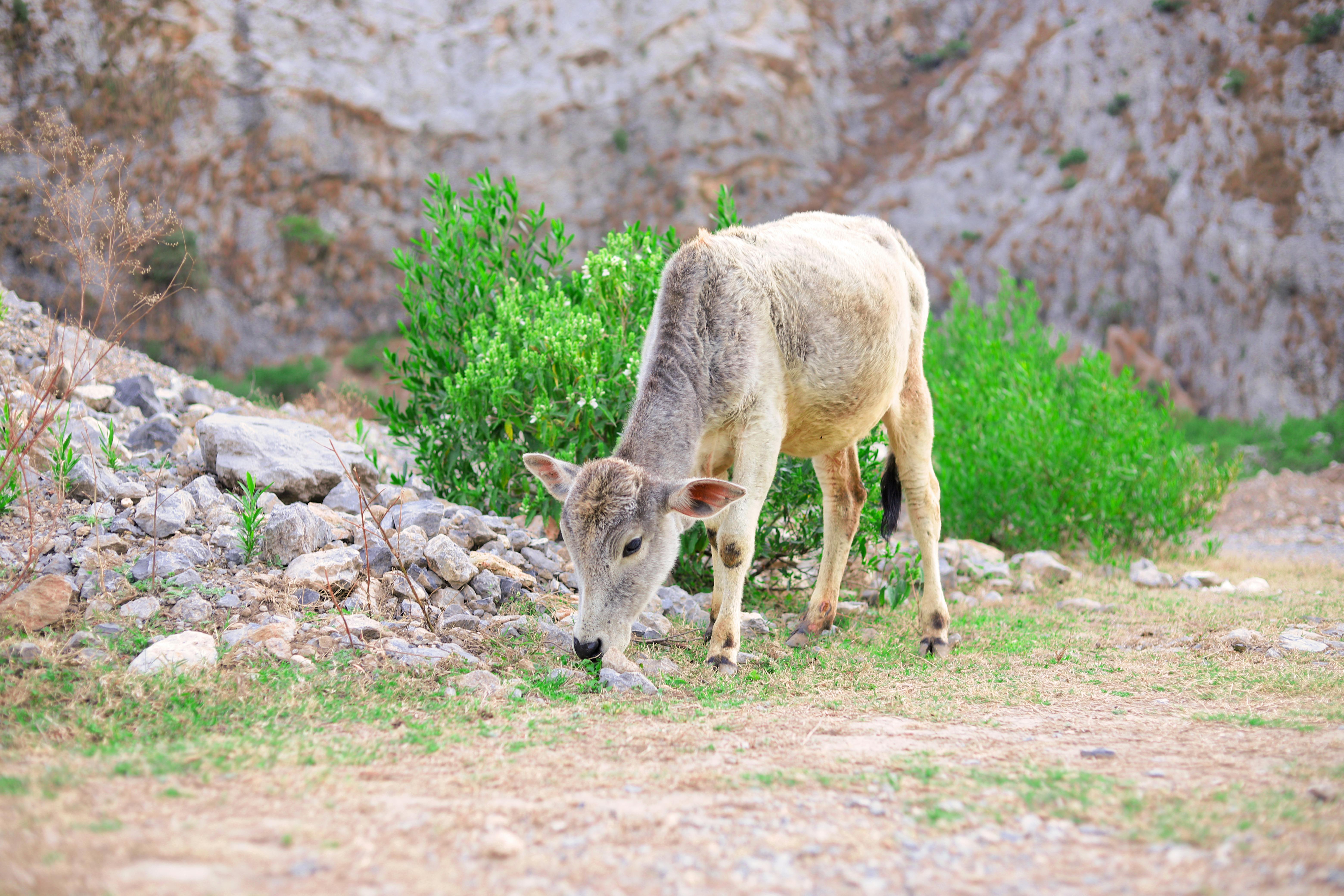 Cow Photo Photos, Download The BEST Free Cow Photo Stock Photos & HD Images