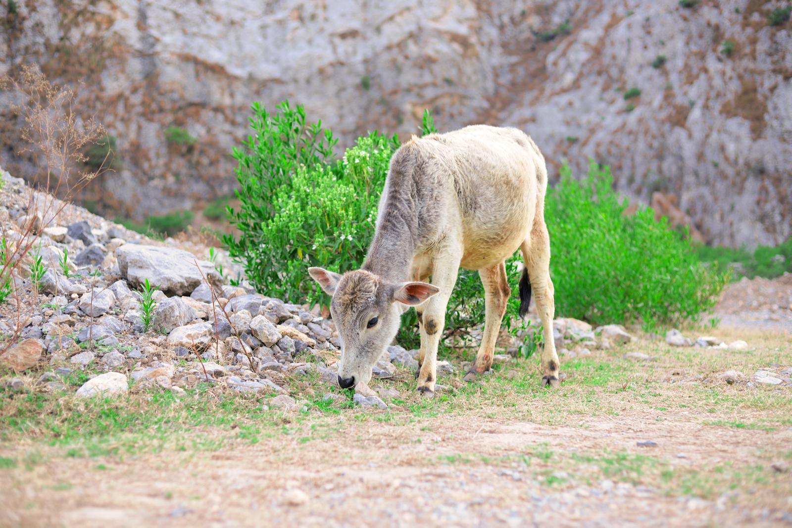 Cow Images Photos, Download The BEST Free Cow Images Stock Photos & HD ...