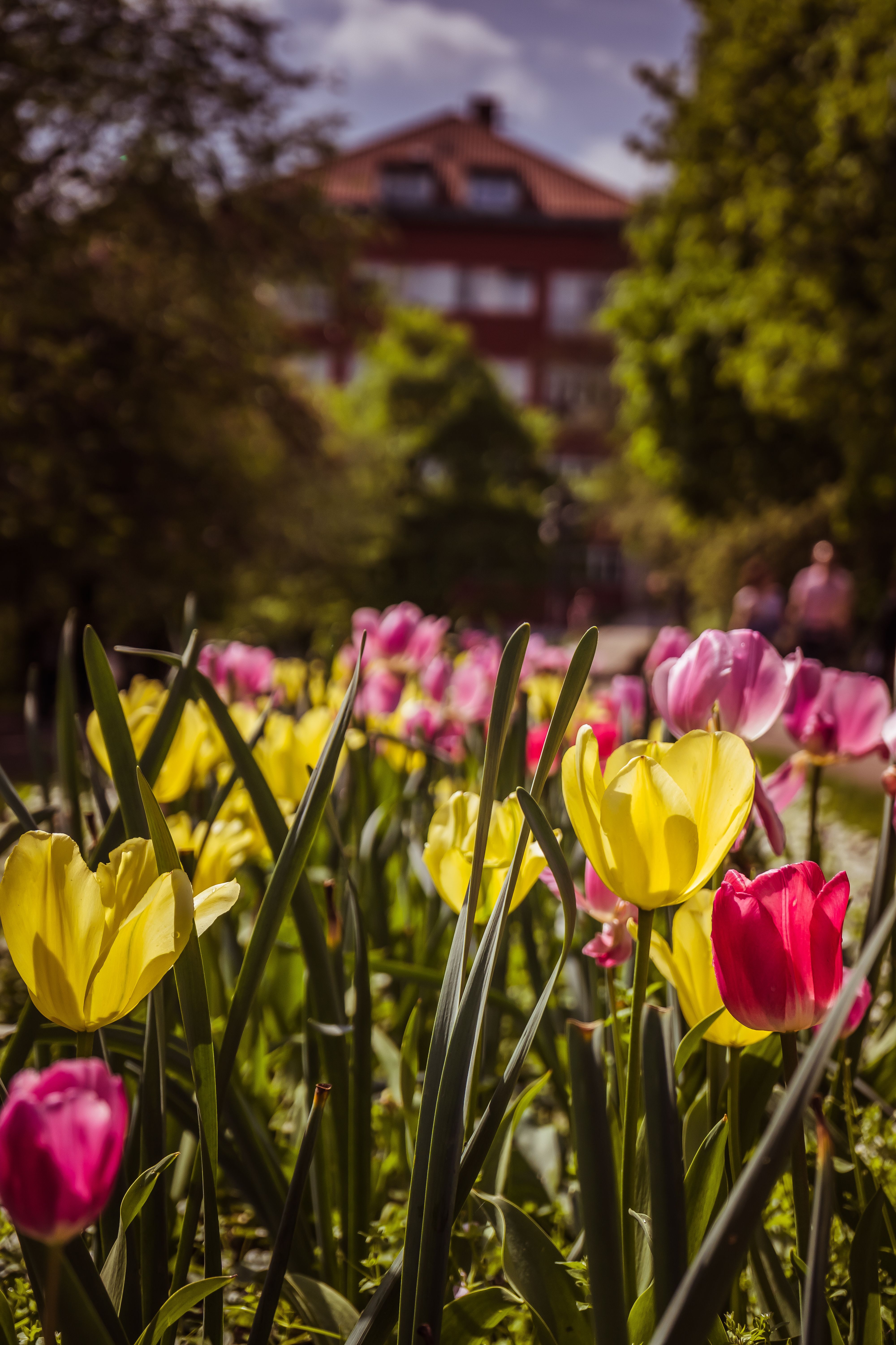 Colorful Tulips in the Garden · Free Stock Photo