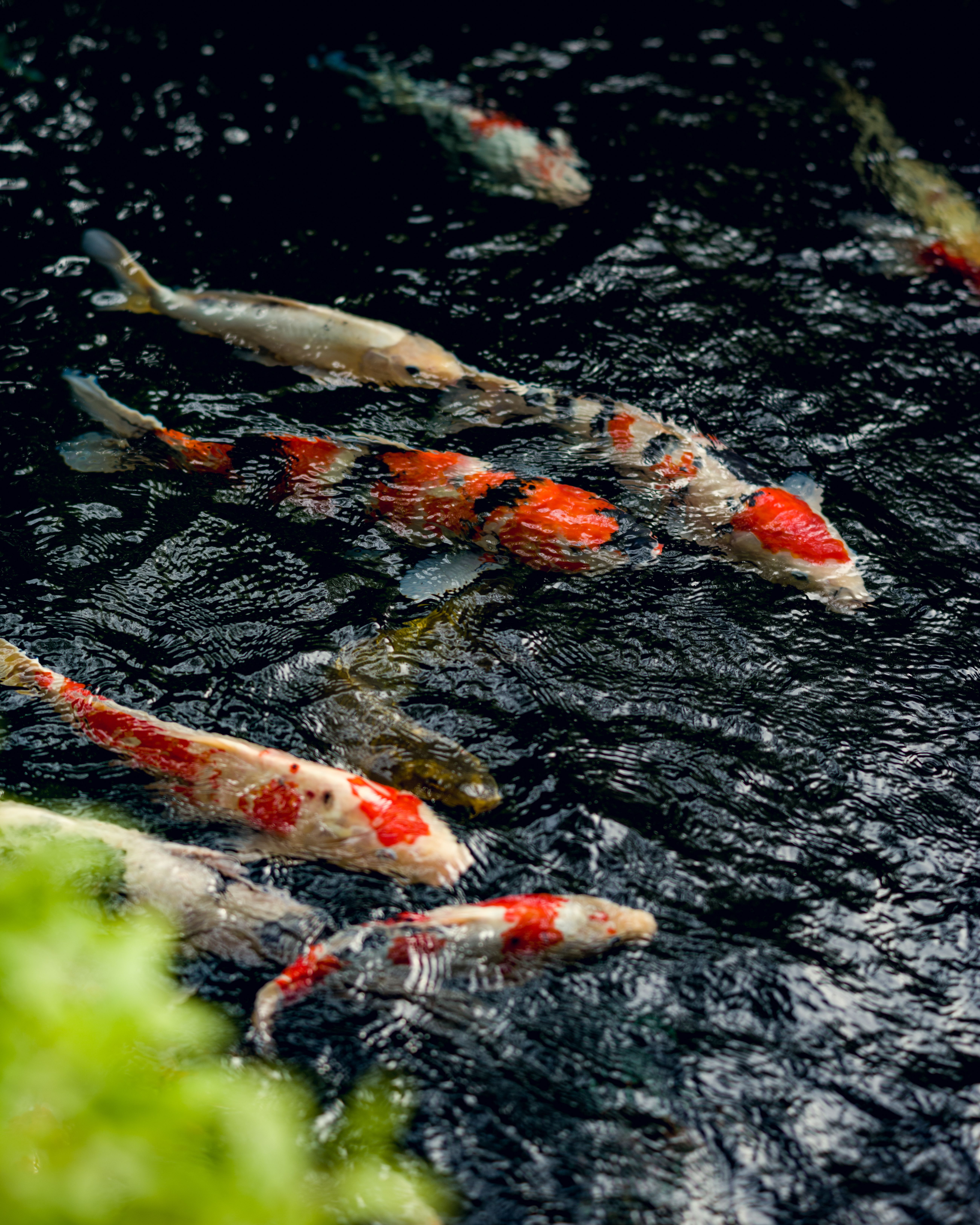 Close-up of Japanese Ornamental Fish in a Pond · Free Stock Photo