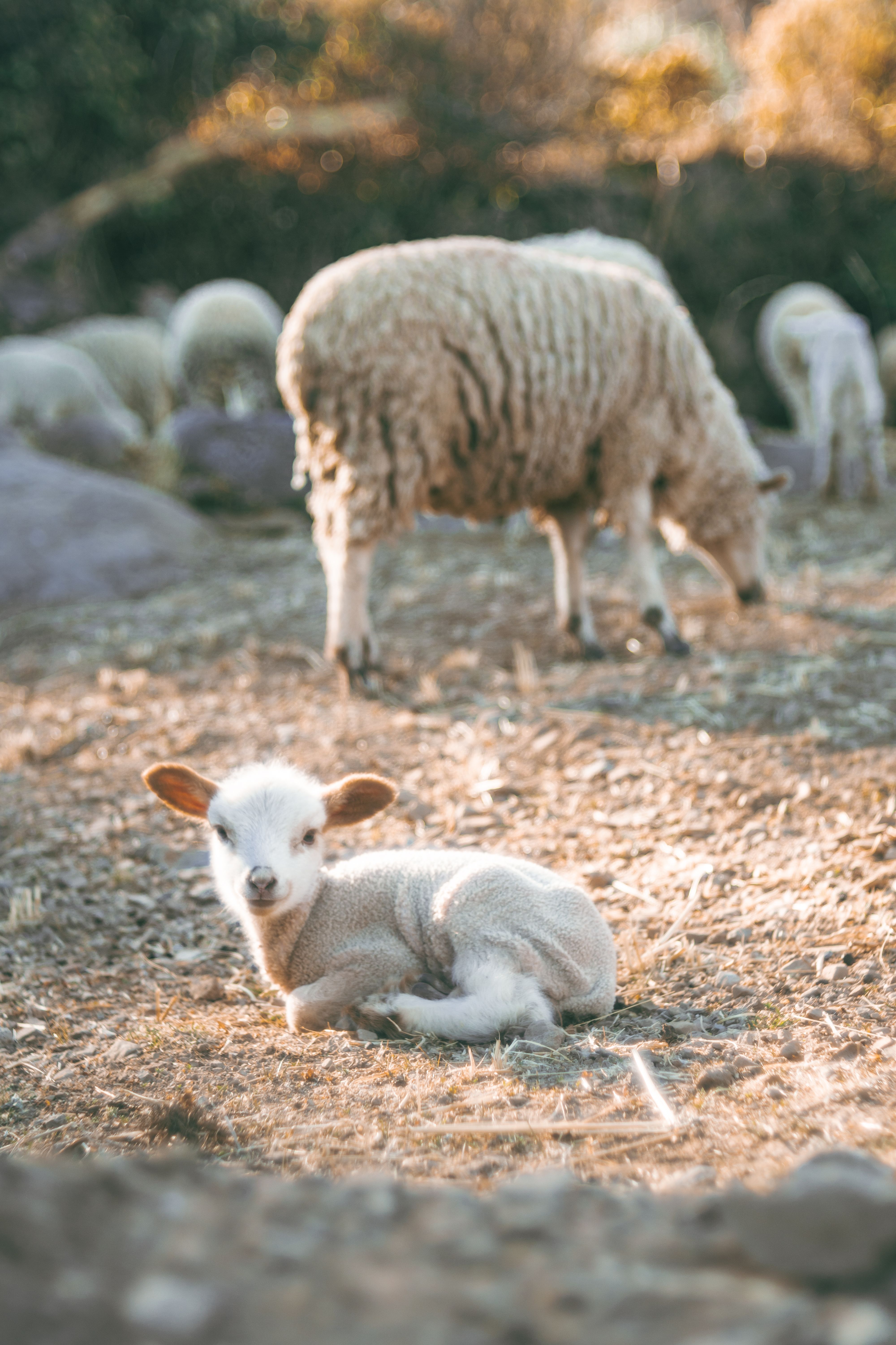Cute Baby Sheep Lying on Ground · Free Stock Photo
