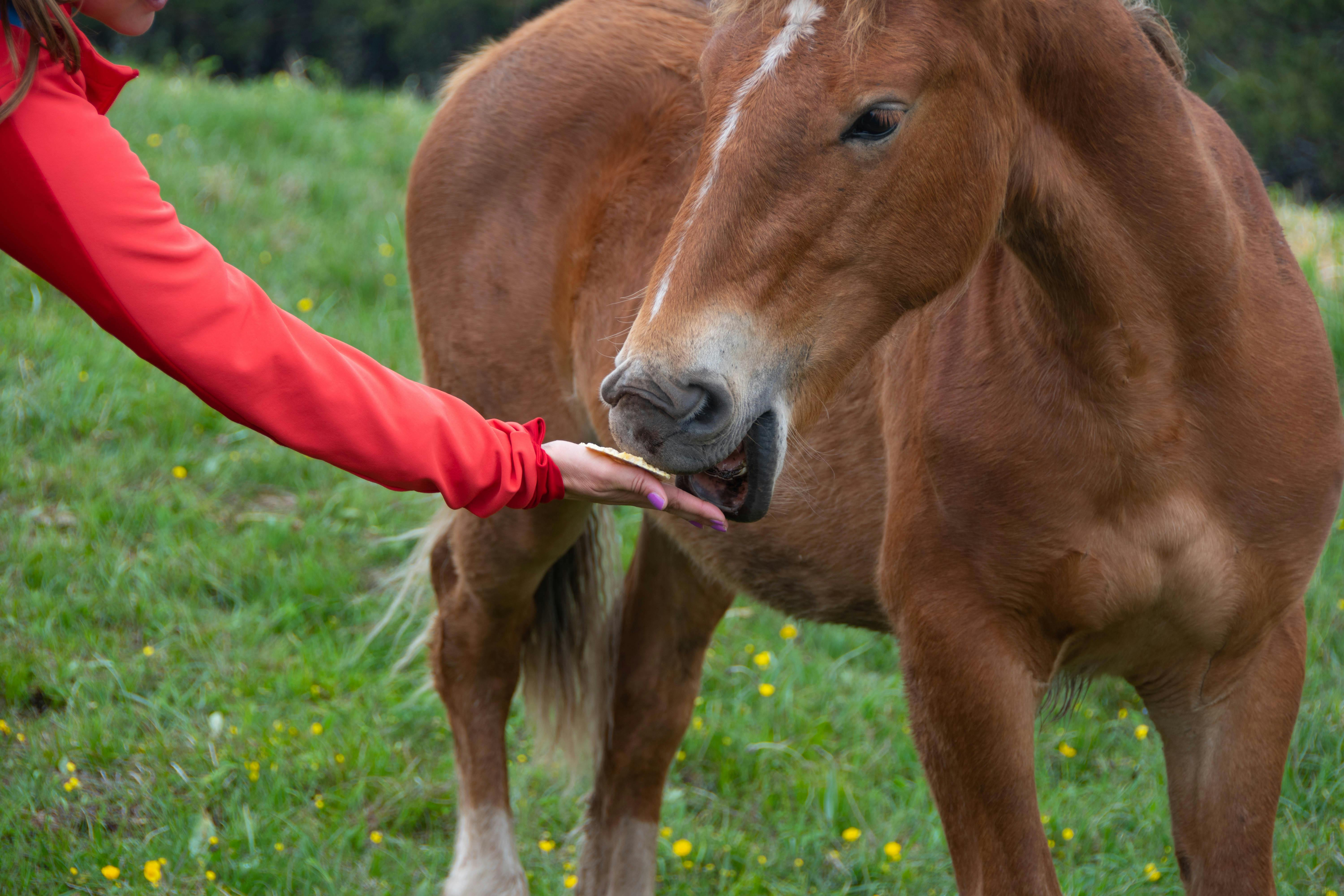 Woman Feeding Horse · Free Stock Photo