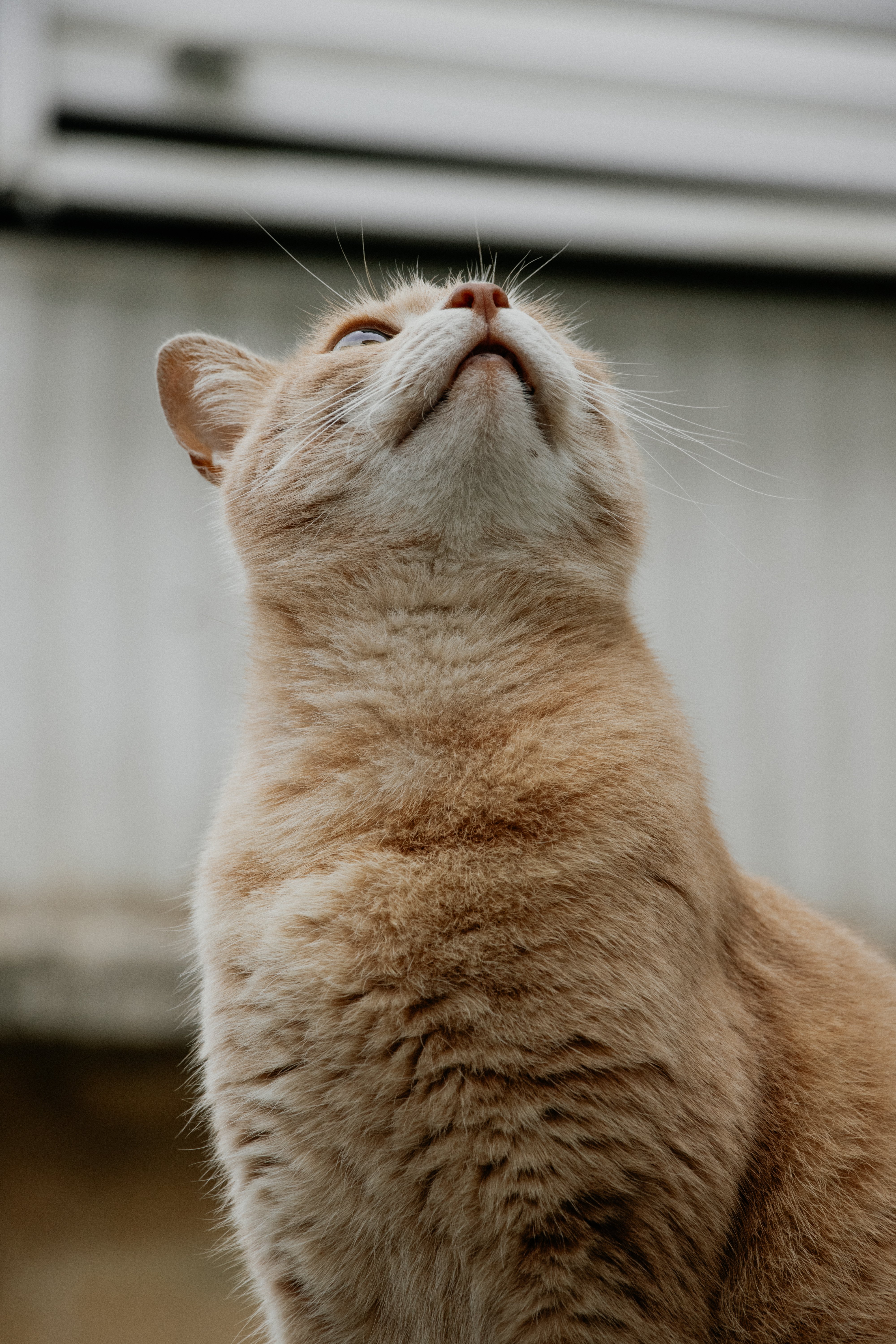 Ginger Cat Looking Up · Free Stock Photo